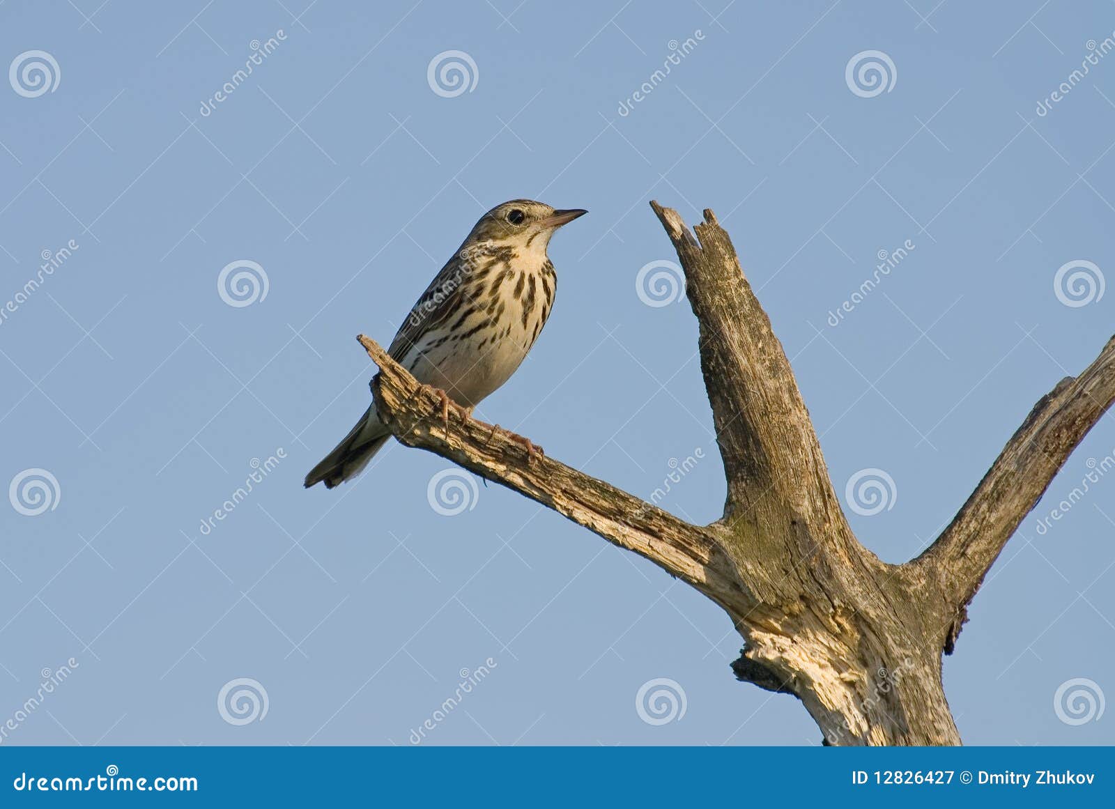 Tree Pipit stock image. Image of trivialis, tree, anthus - 12826427
