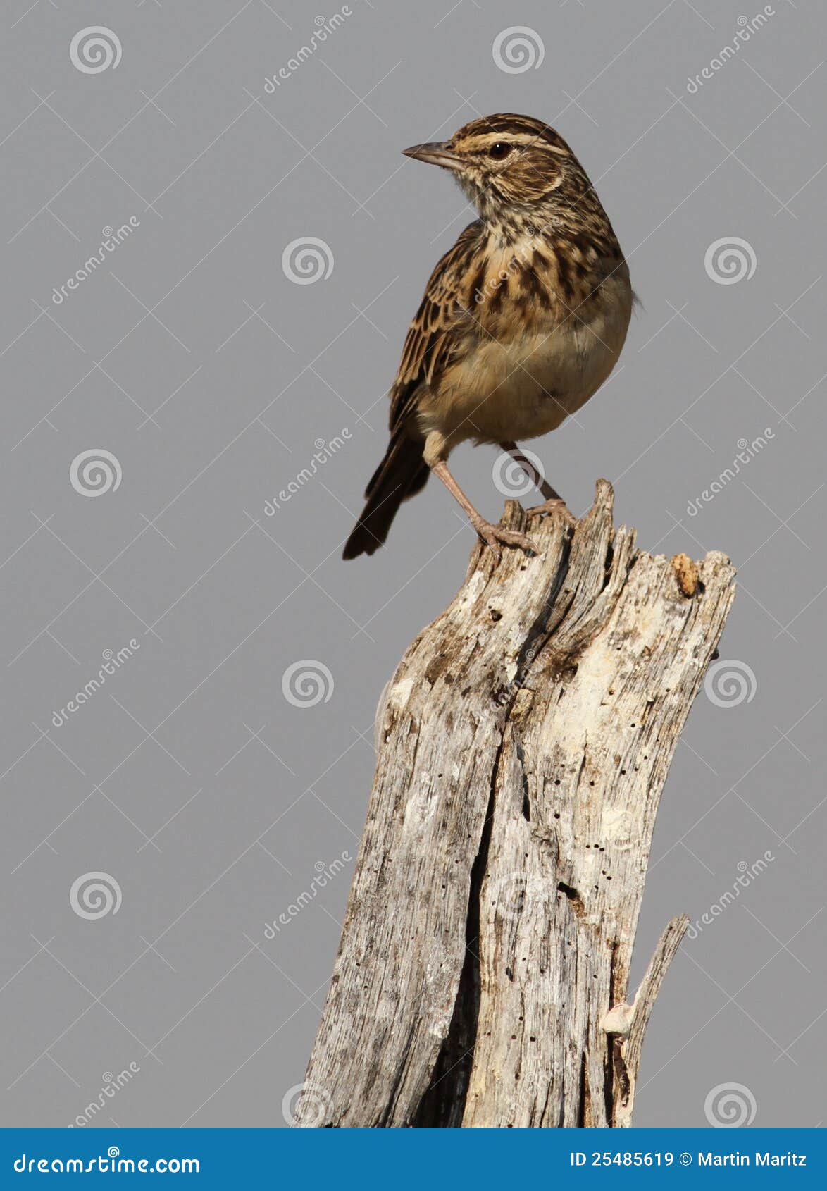 Tree Pipit stock image. Image of animal, feather, hodgsoni - 25485619