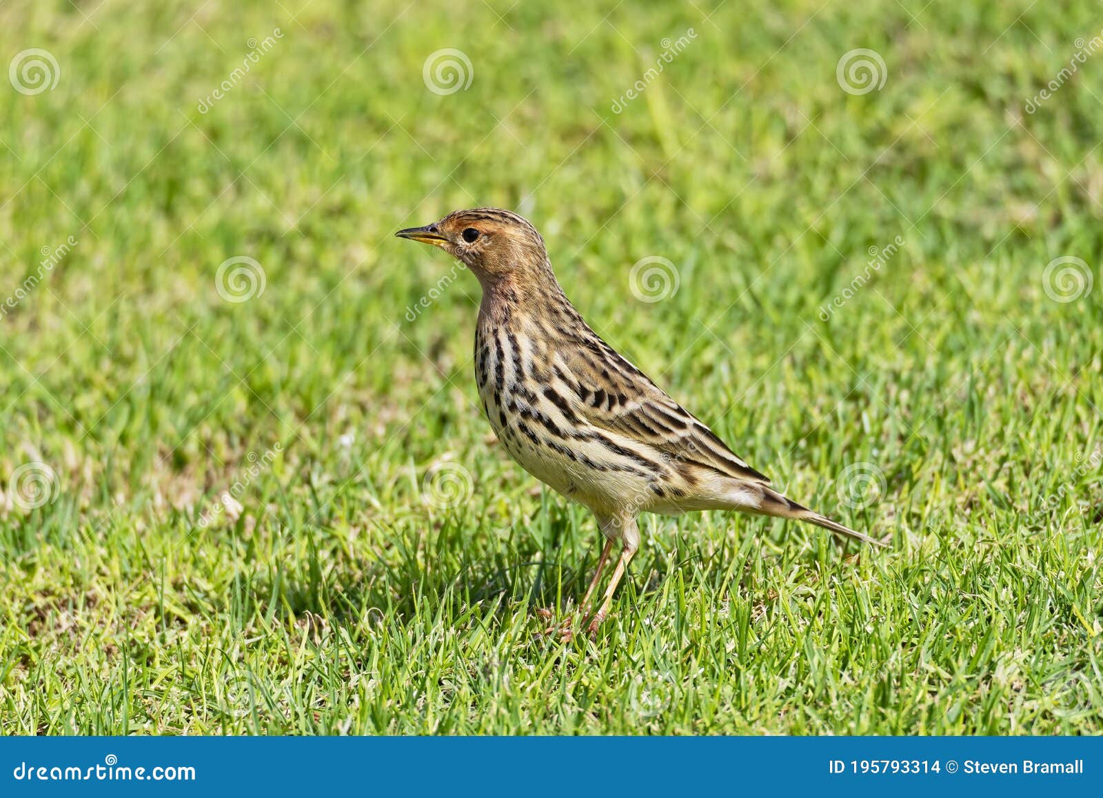 Close Up of a Tree Pipit on a Lawn Stock Photo - Image of avian ...
