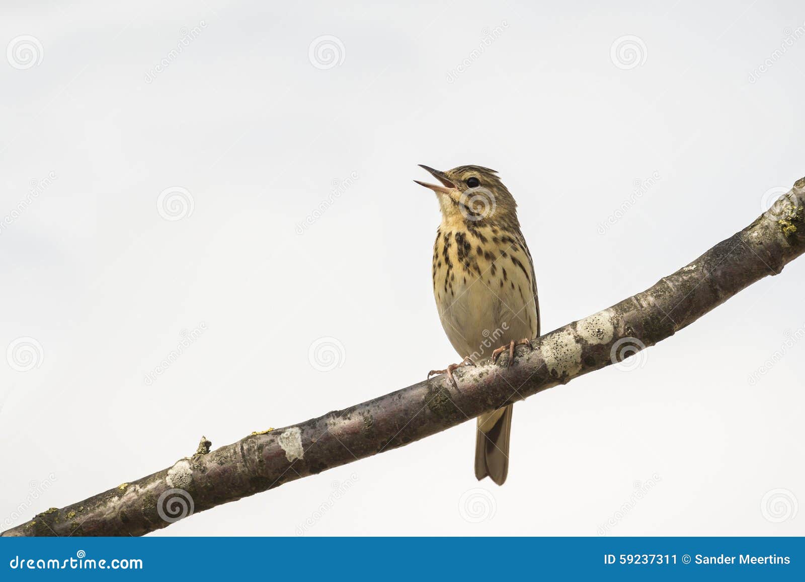 Tree Pipit singing stock image. Image of birdlife, groote - 59237311