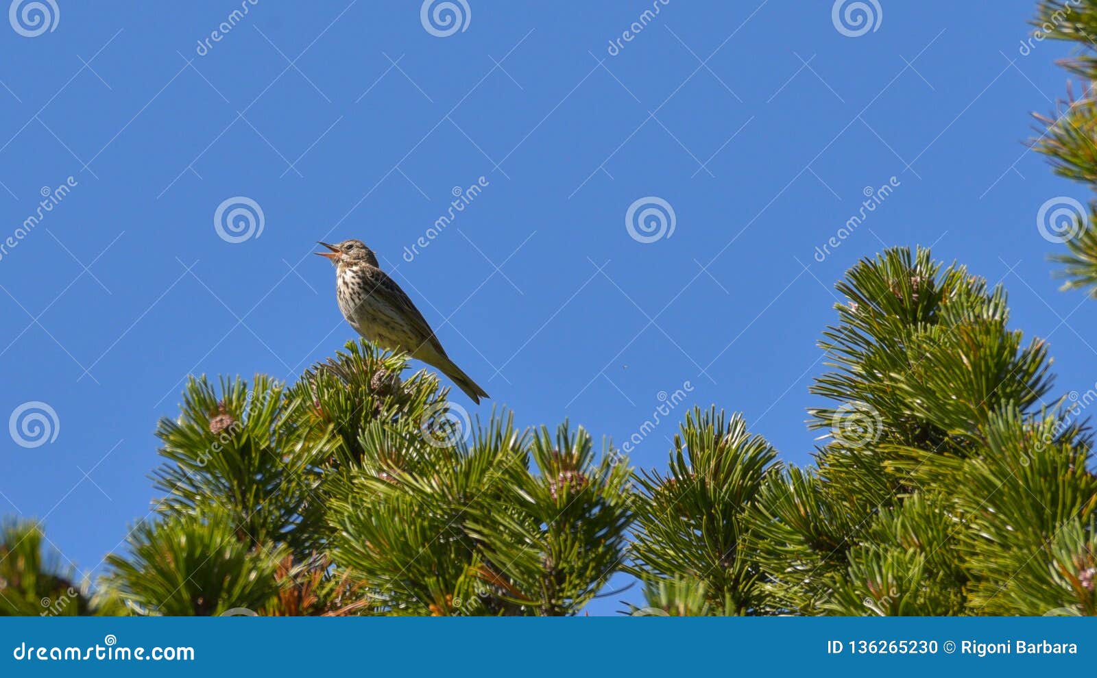Tree Pipit that is Singing from the Top of a Pine Tree Stock Photo ...