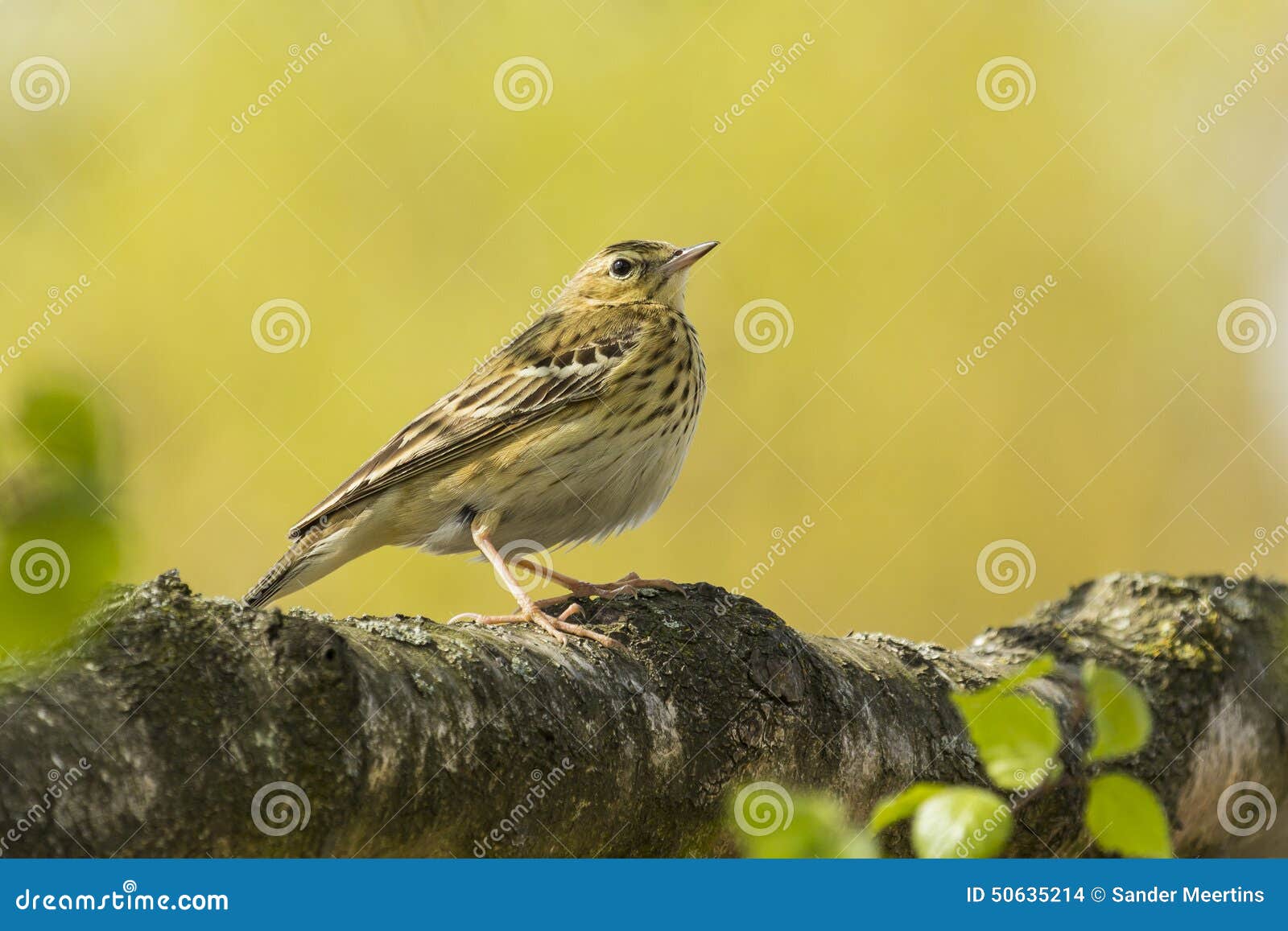 Tree Pipit in Yellow stock photo. Image of passerine - 50635214