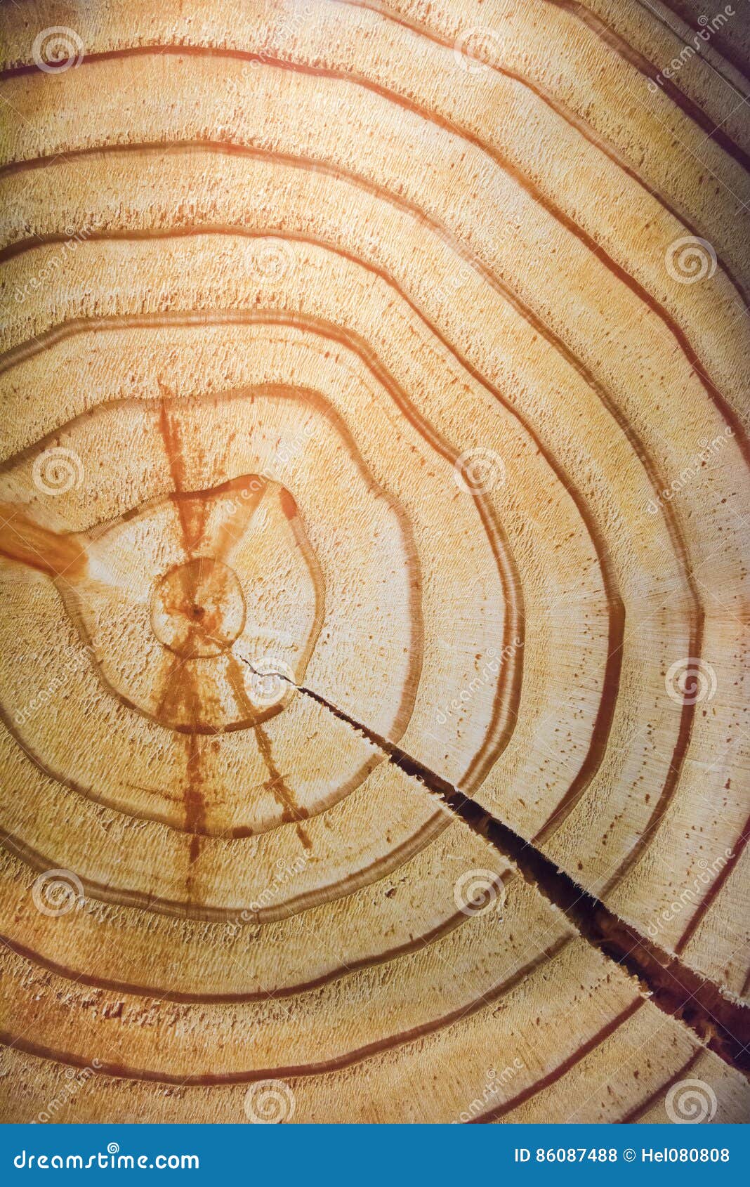 Tree pit stock photo. Image of black, poplar, texture - 86087488