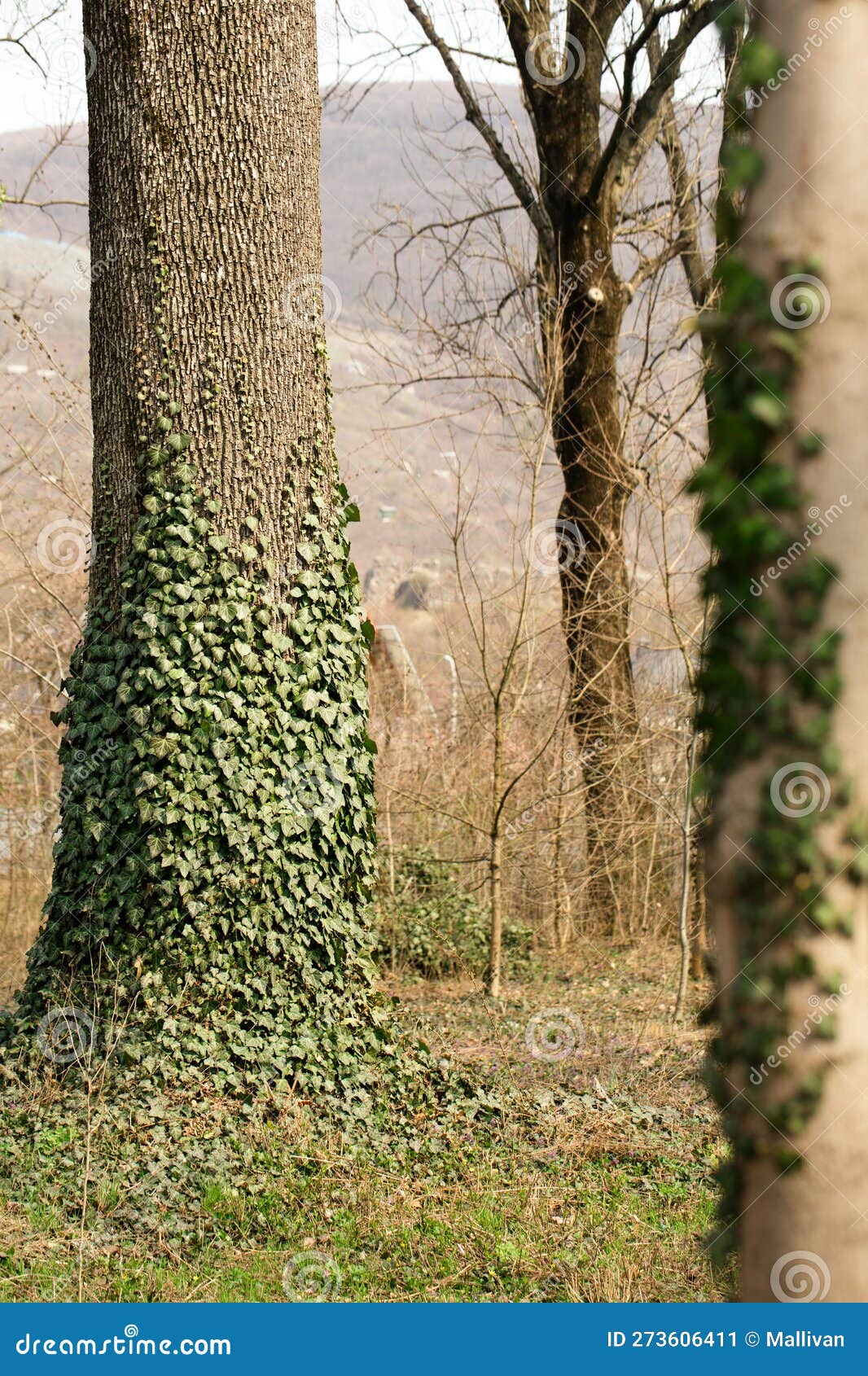 Sleeping Trees are Covered with Ivy in the Forest Stock Image - Image ...