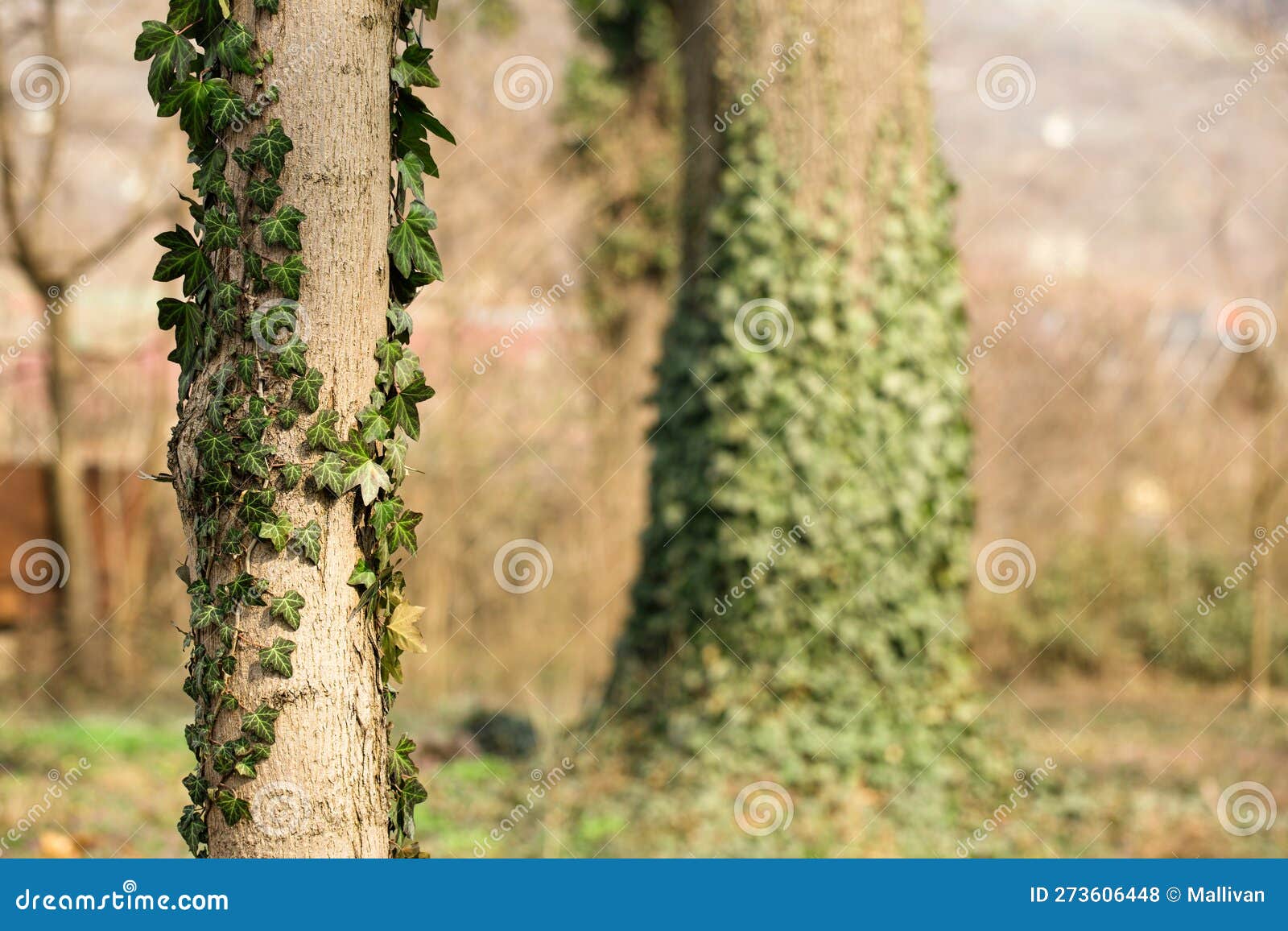 Tree Trunks are Braided with Common Ivy Stock Photo - Image of lush ...