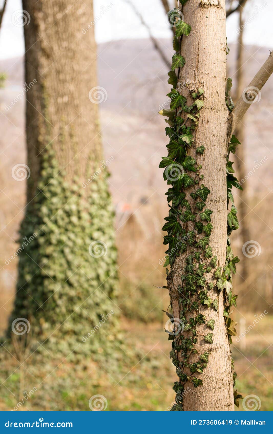 Tree Plaited with Ivy in the Forest on Stock Image - Image of forest ...