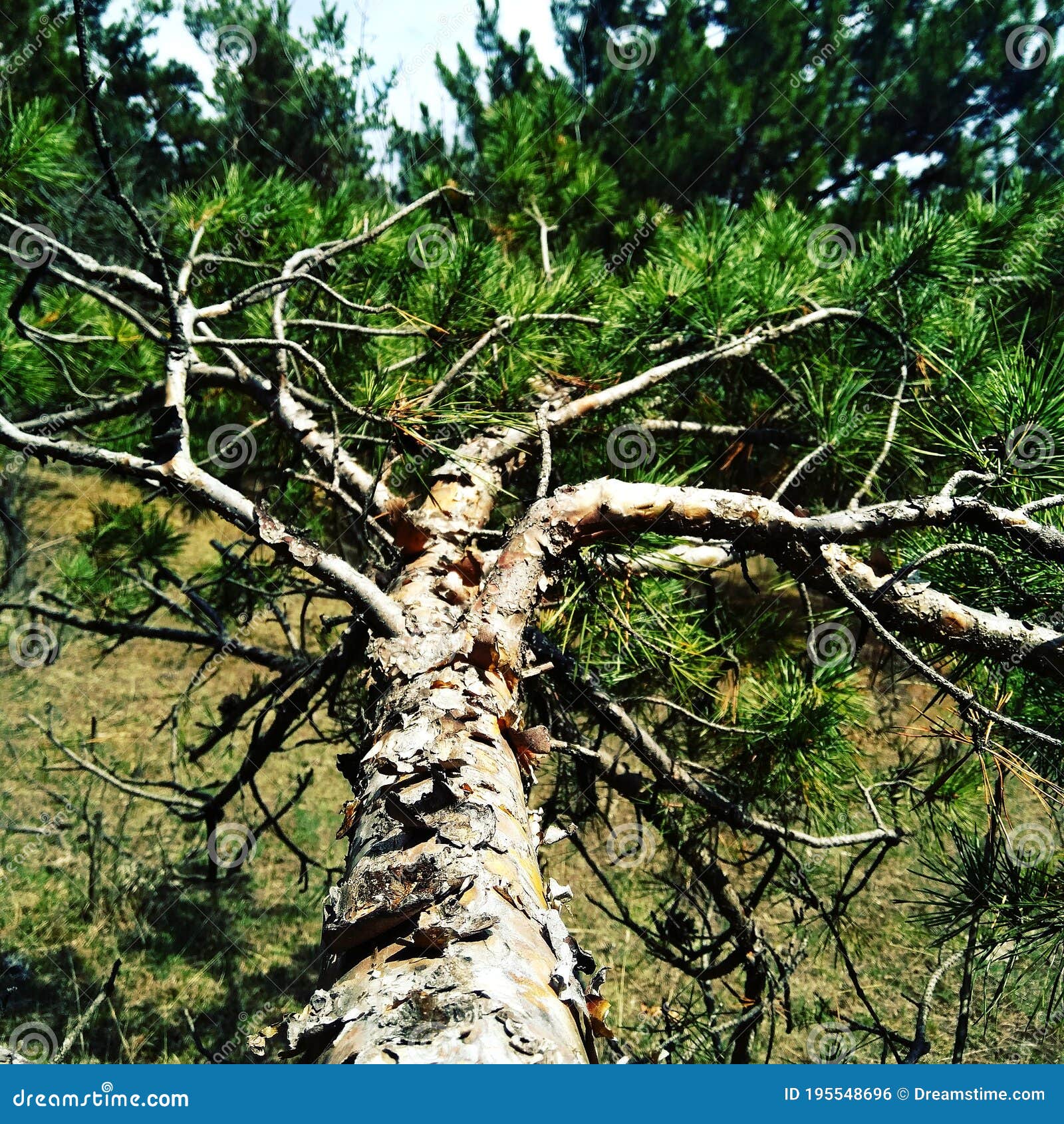 Tree, Planet, Wood, World, Forest, Green Stock Photo - Image of ...