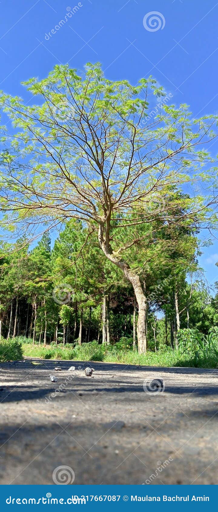 Tree plant on asphalt stock image. Image of vegetation - 217667087