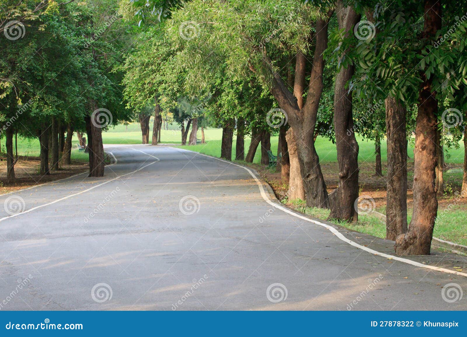 Tree Plant and Asphalt Way in Public Park Stock Photo - Image of leaves ...