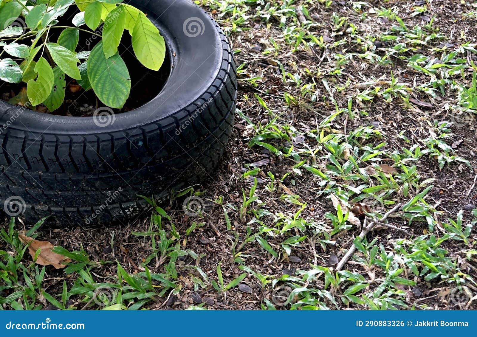 A Tree Plant in Car Tire Pot on the Ground in the Garden Stock Photo ...