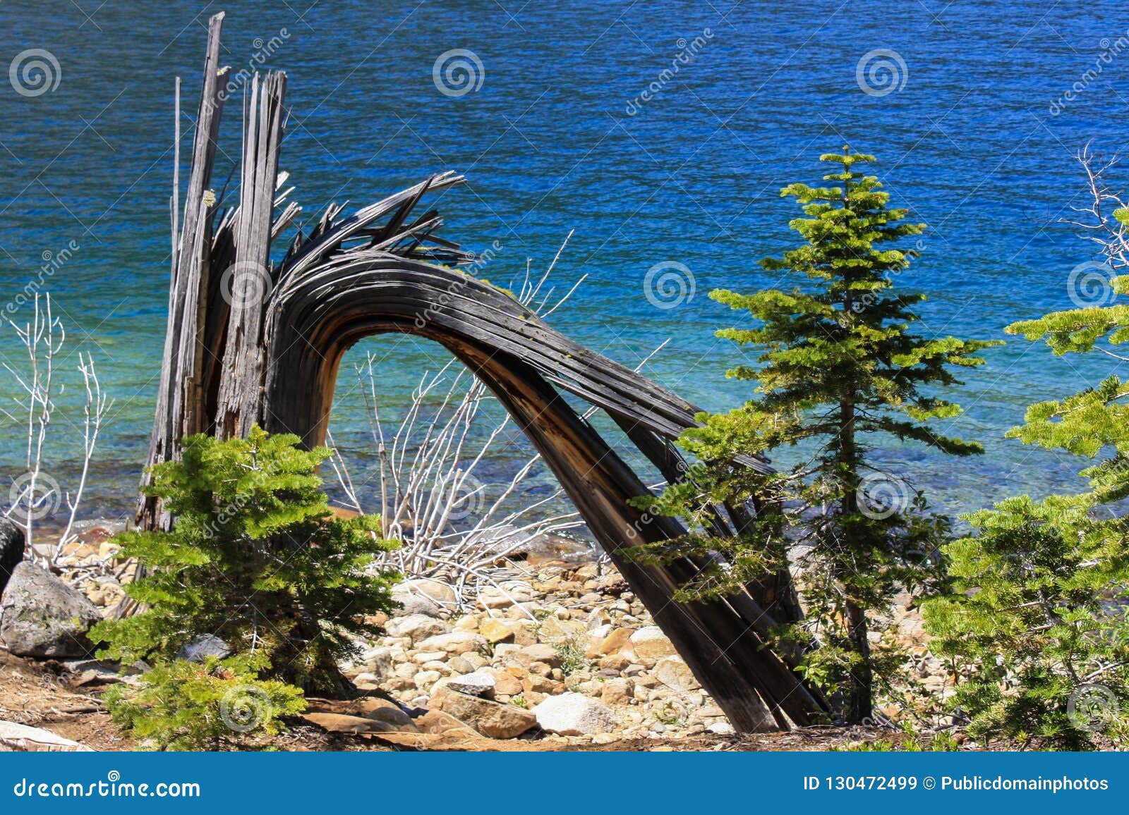 Tree, Plant, Fixed Link, Bridge Picture. Image: 130472499