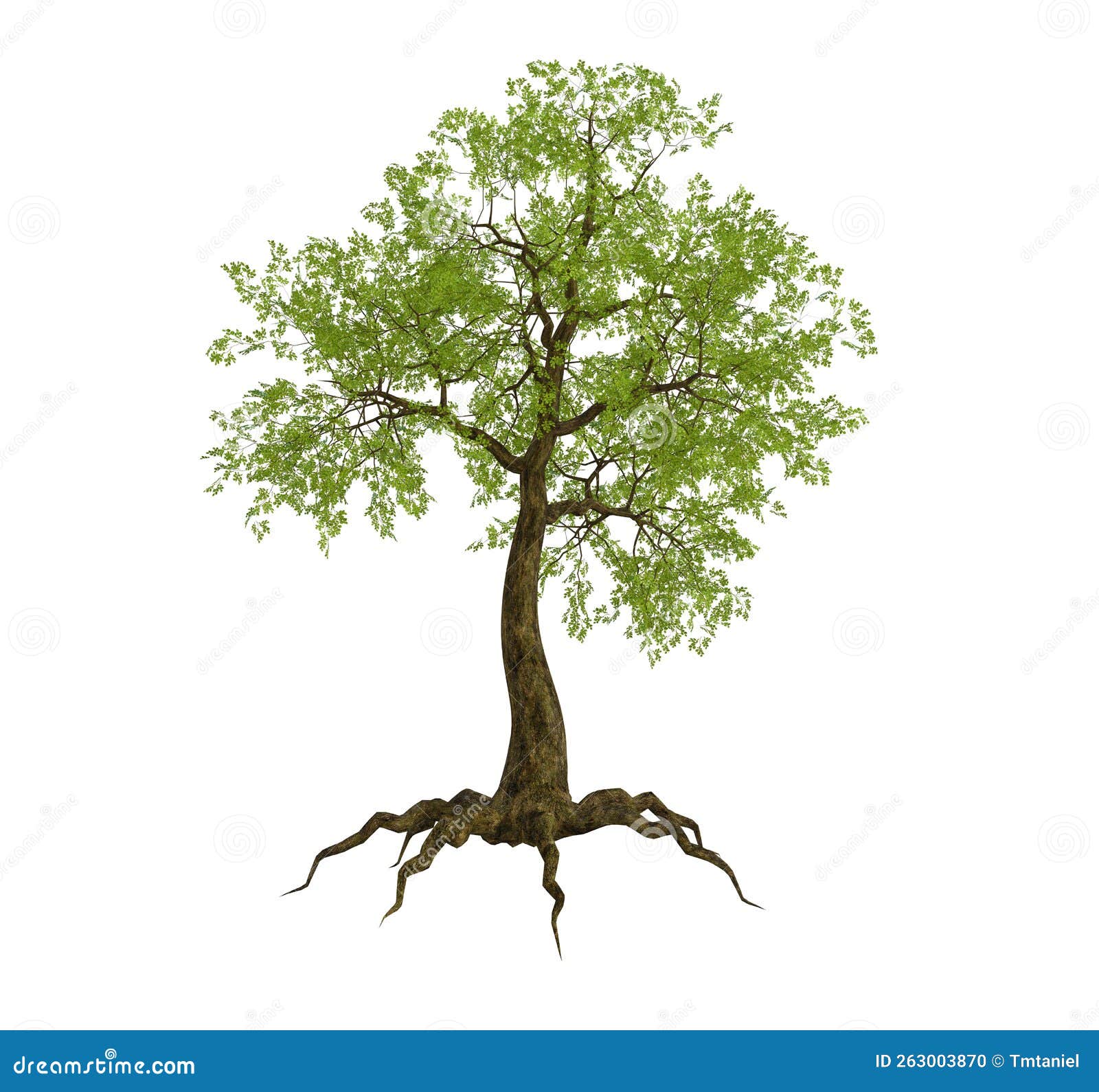 3d Render : Tree Plant with Foliage Isolated on White Background ...