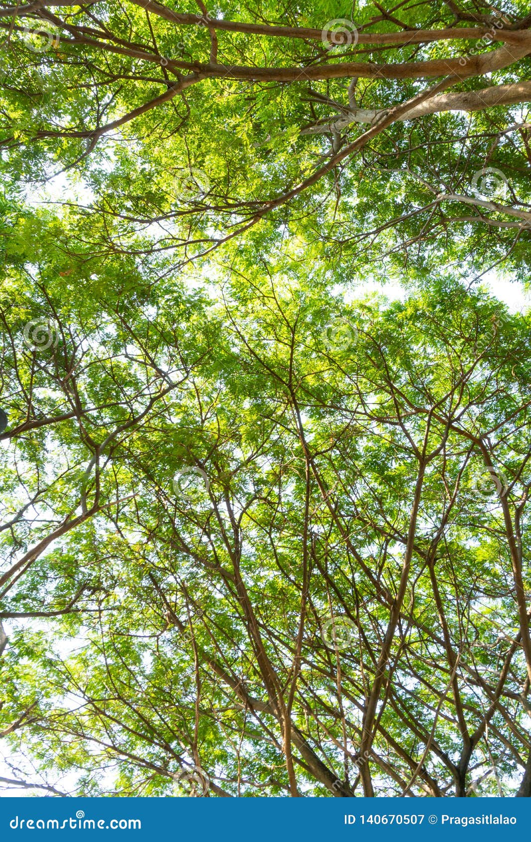 Tree or Plant with Green Limb Leaf from Bottom View Stock Image - Image ...