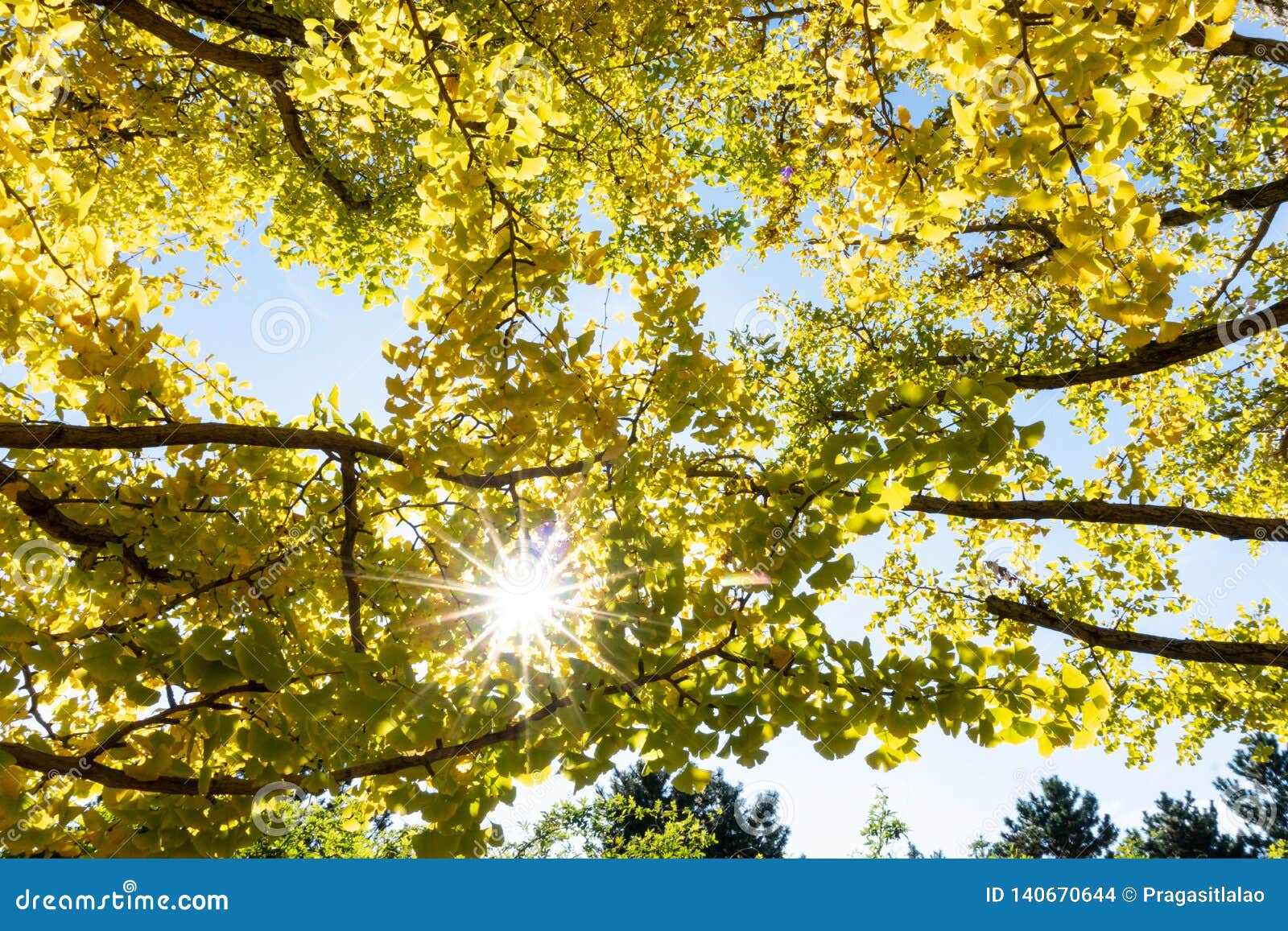 Tree or Plant with Green Limb Leaf from Bottom View Stock Photo - Image ...