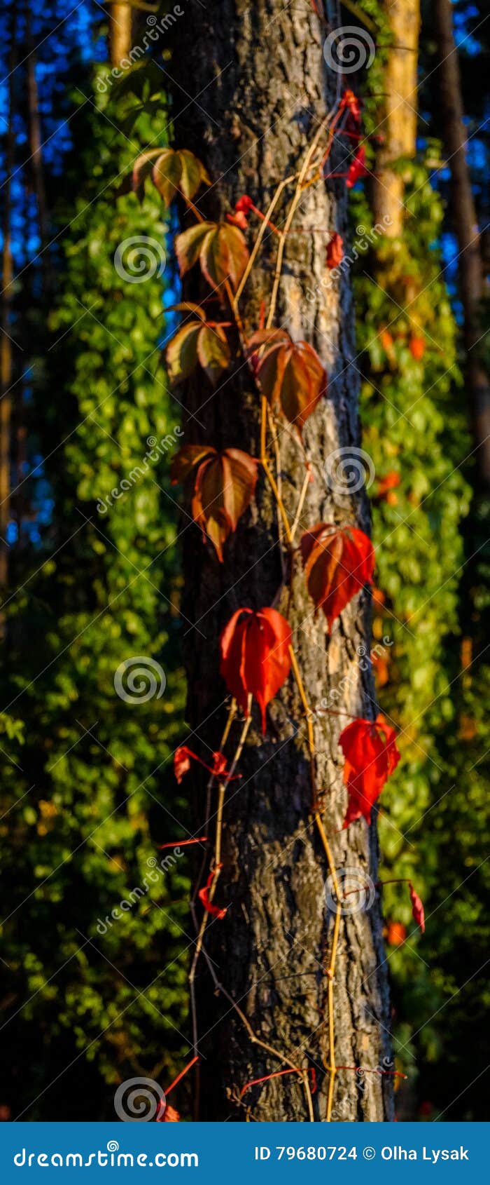 Tree and plant plexus stock photo. Image of gardening - 79680724