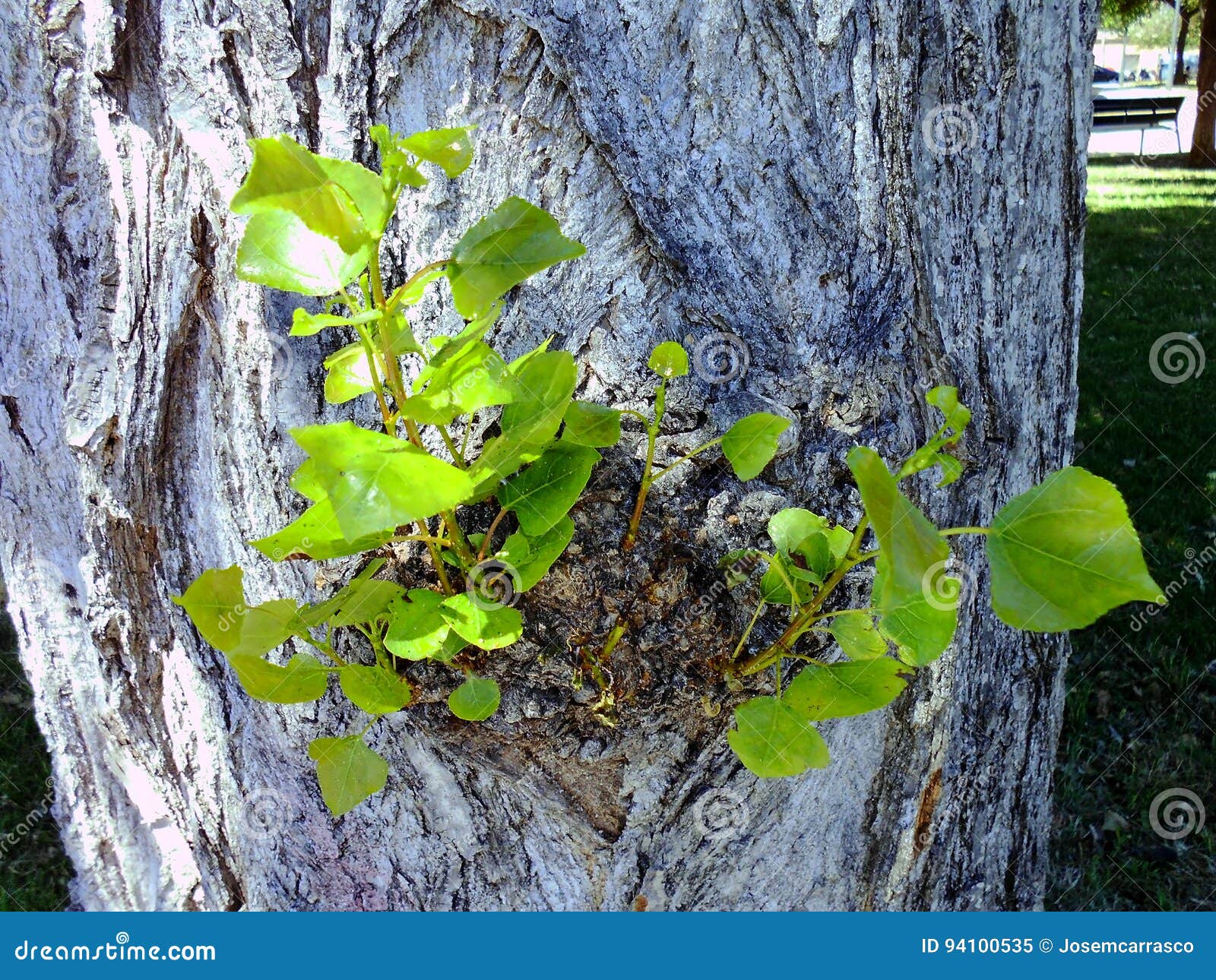 Tree with Plant in the Trunk in the Garden Stock Image - Image of ...