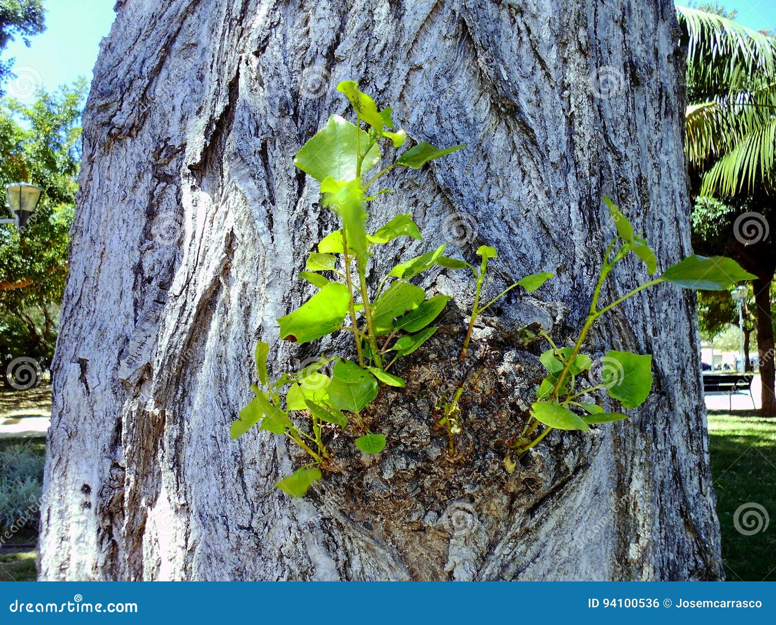 Tree with Plant in the Trunk in the Garden Stock Photo - Image of ...