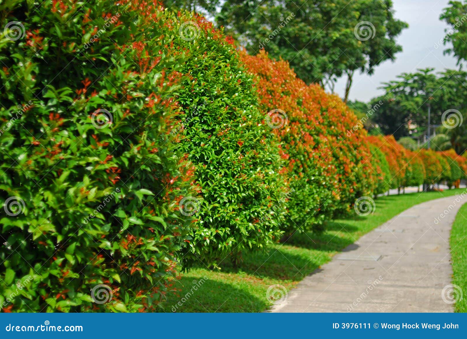 Tree, Plant and Walk Path in the Park Stock Image - Image of road, leaf ...
