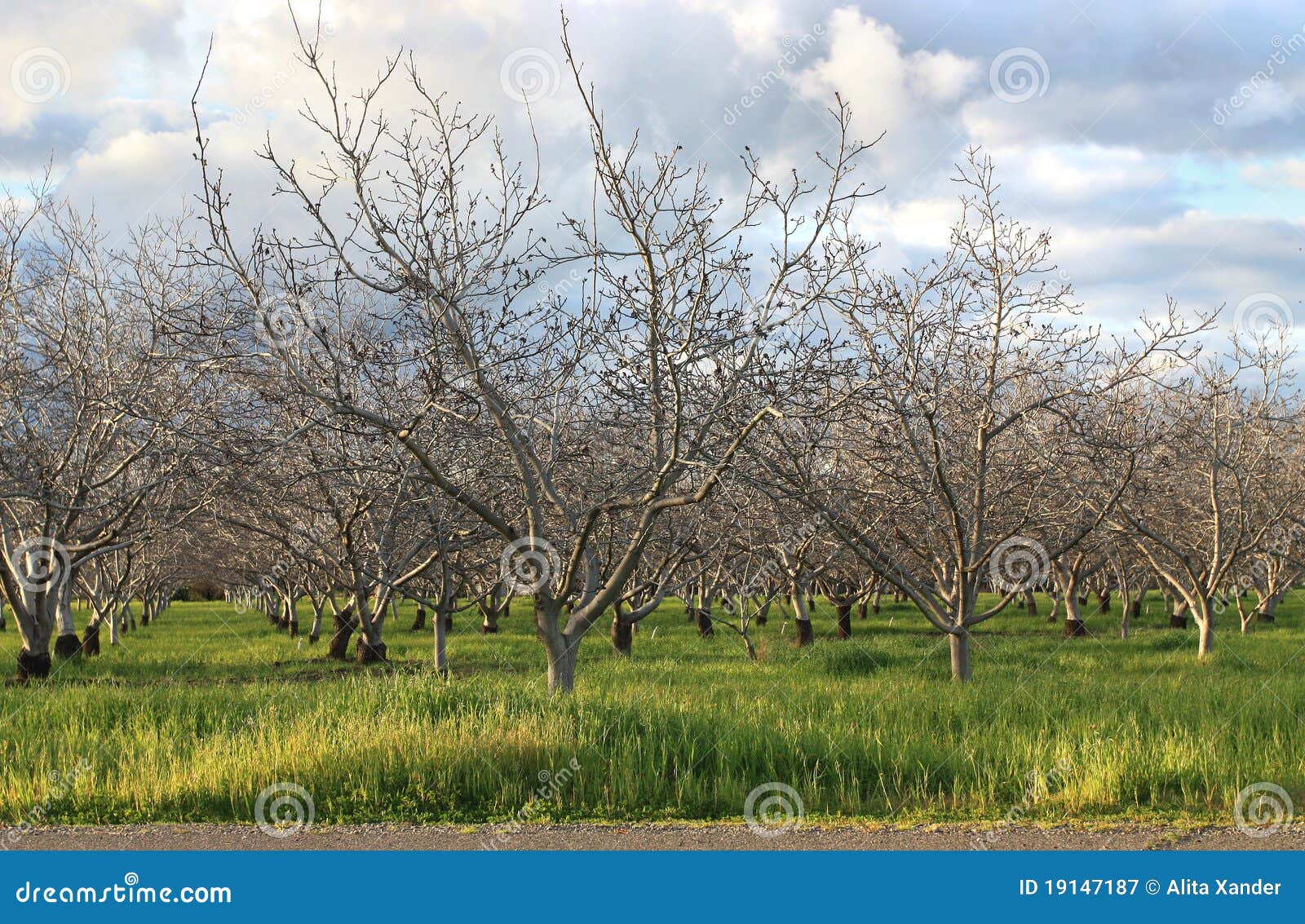 Tree Plantation stock image. Image of agricultural, plantation - 19147187