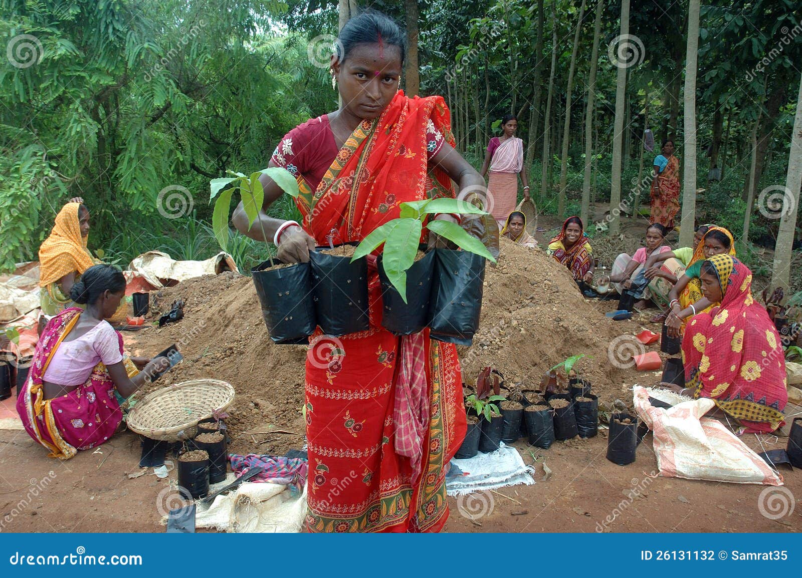 Tree Plantation editorial photography. Image of india - 26131132