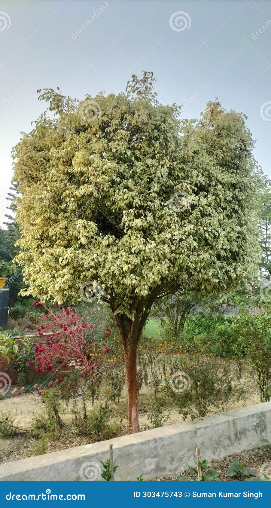 Tree Plantation in Rajnagar Madhubani Bihar India Stock Image - Image ...