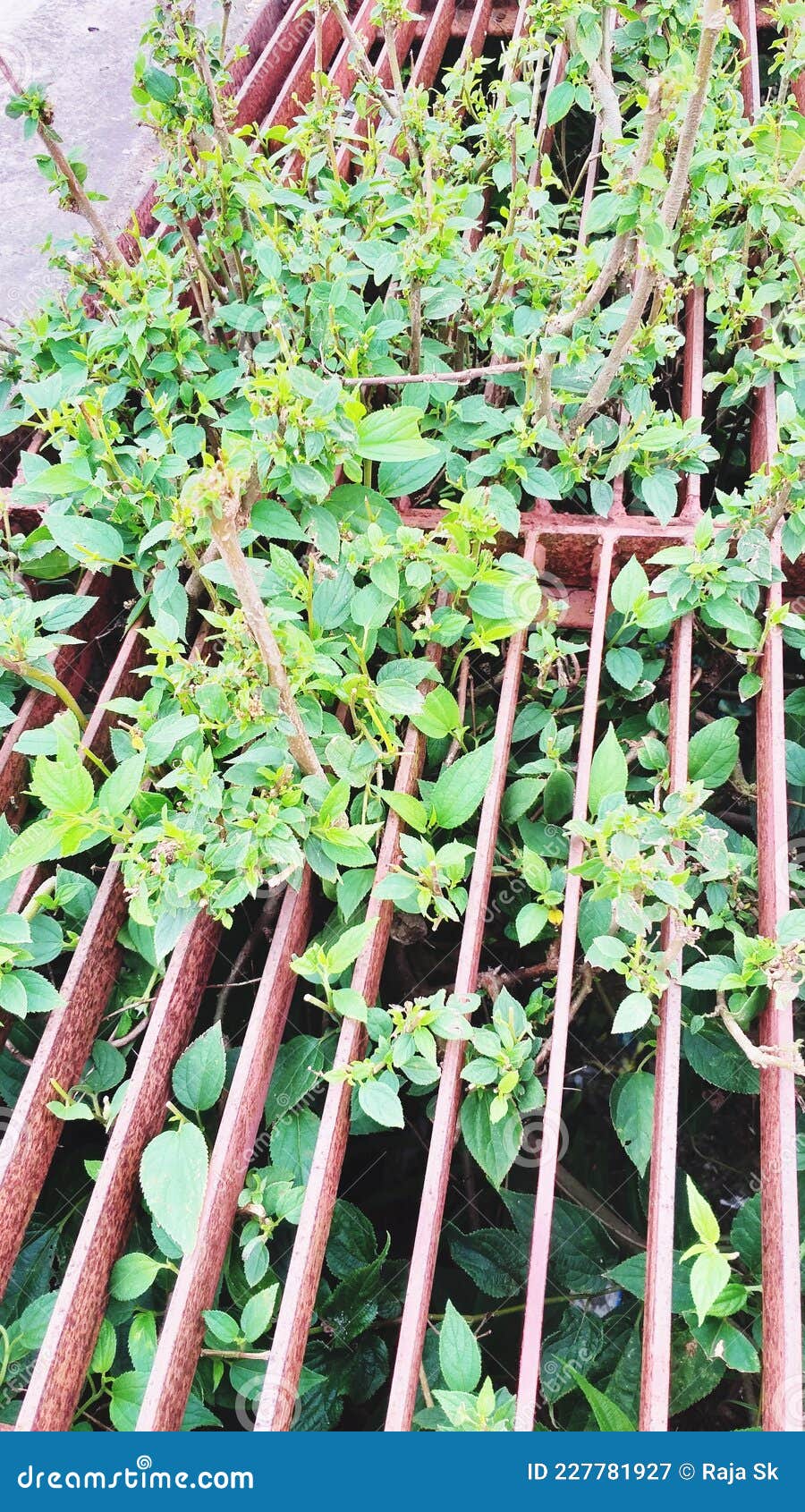 Tree Plantation Work Steel Frame of Our Village in India Stock Image ...