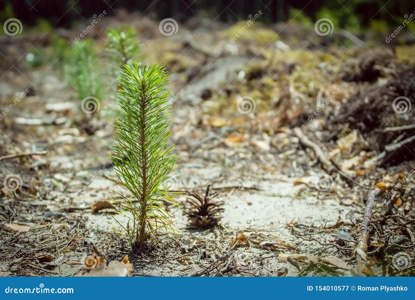 The Tree is Planted in the Forest Felling Area Stock Image - Image of ...