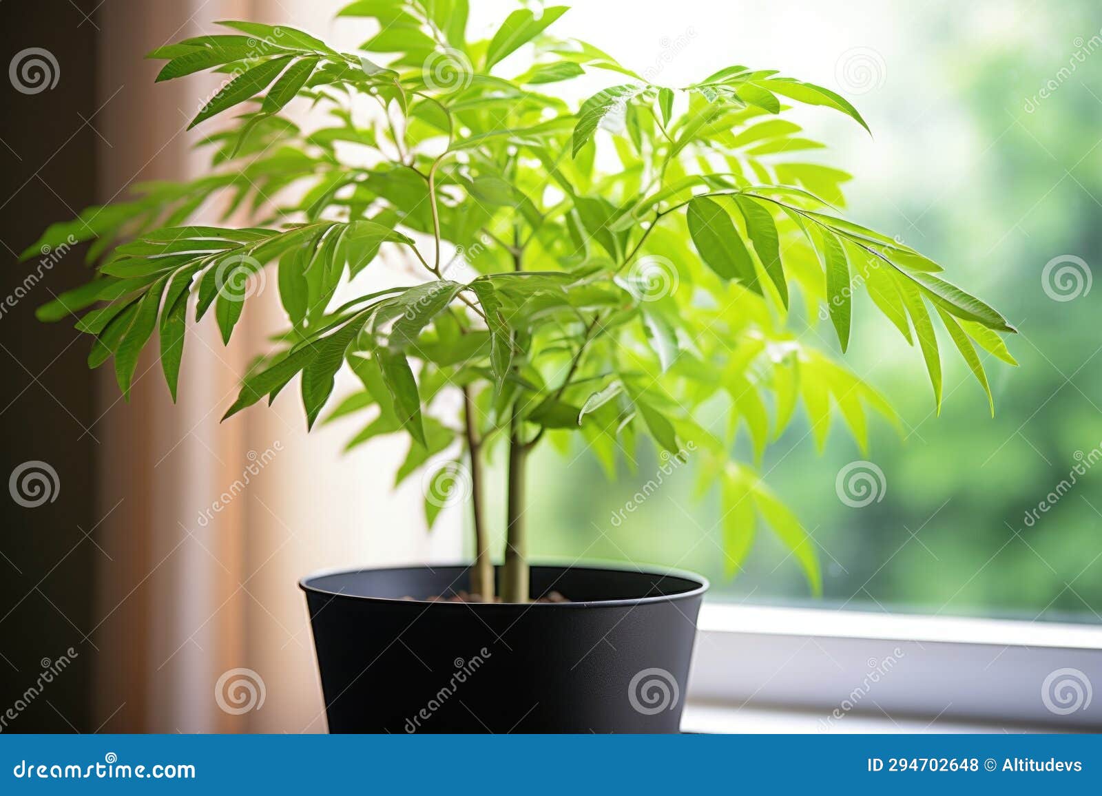 A Tree Planted in a Pot Indoors Stock Photo - Image of potted, home ...