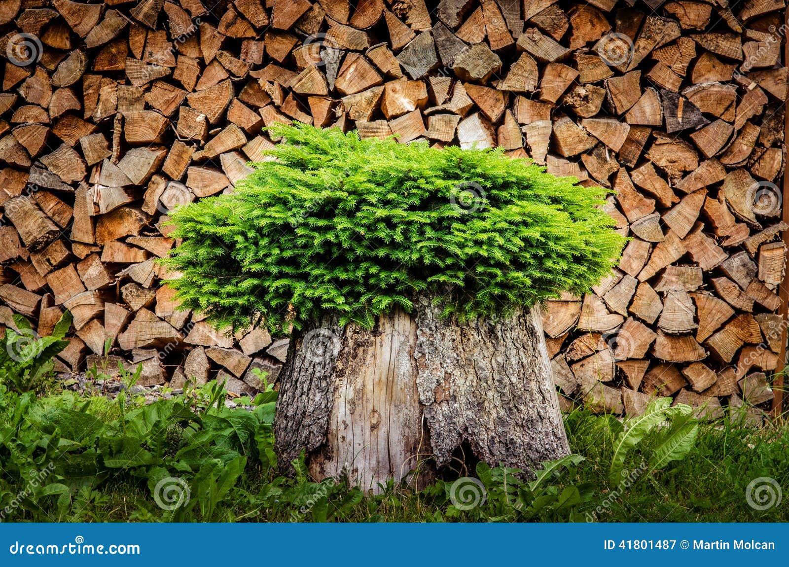 Tree Planted in a Pot from Trunk with Firewood Background Stock Image ...