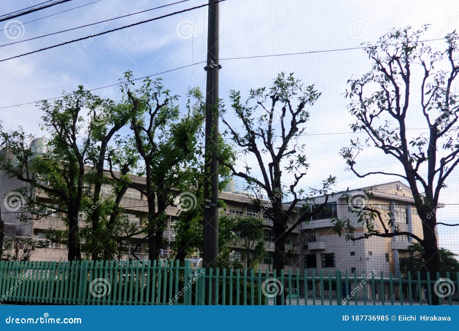 Tree planted in school stock image. Image of architecture - 187736985