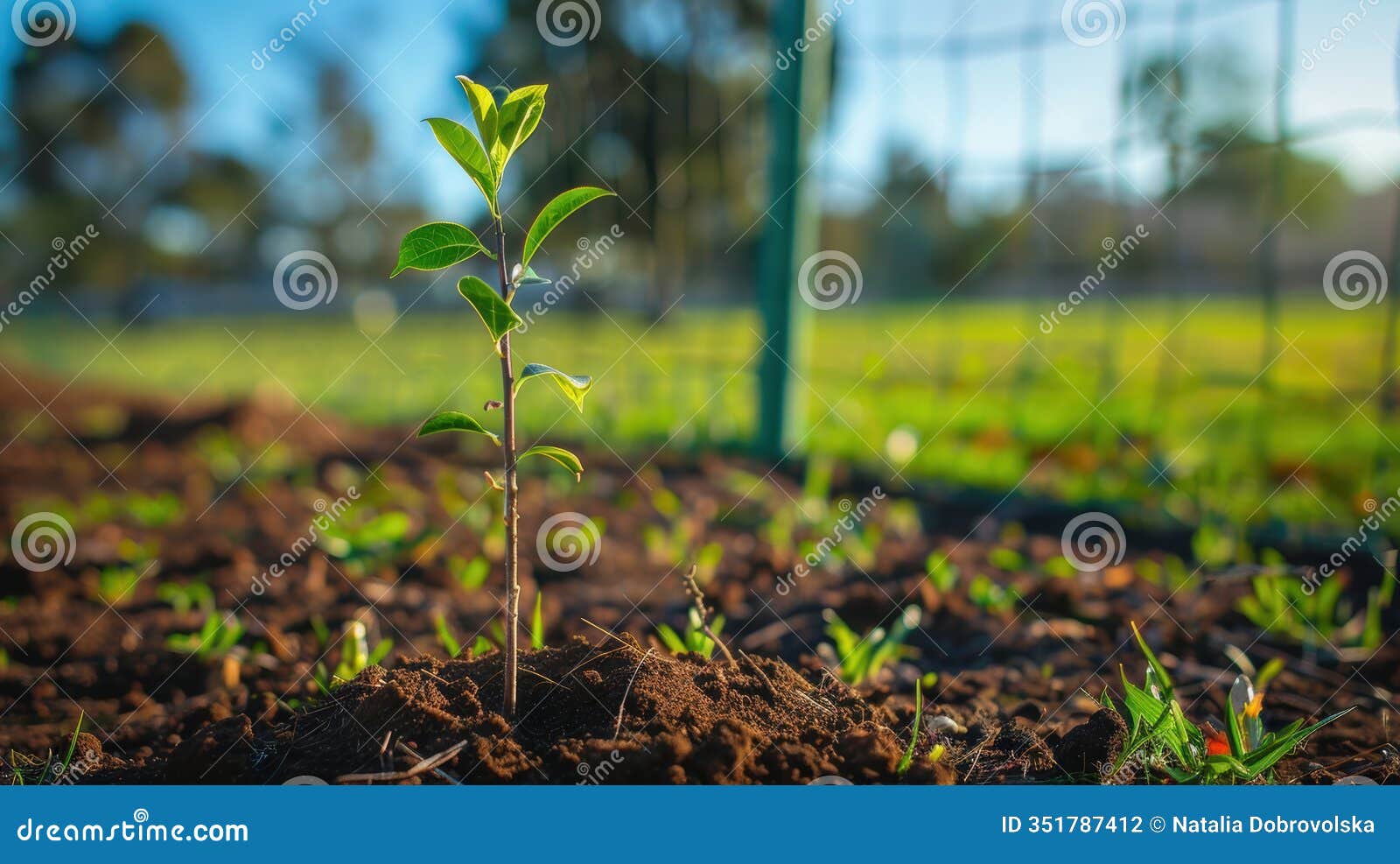 A Tree Planted in Soil for Reforestation, Symbolizing Hope for Future ...