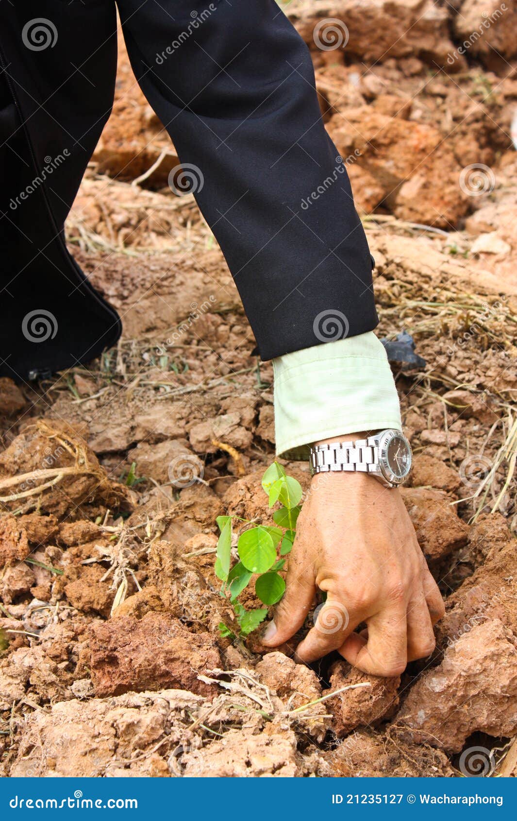 Tree planting stock image. Image of care, plant, outdoors - 21235127