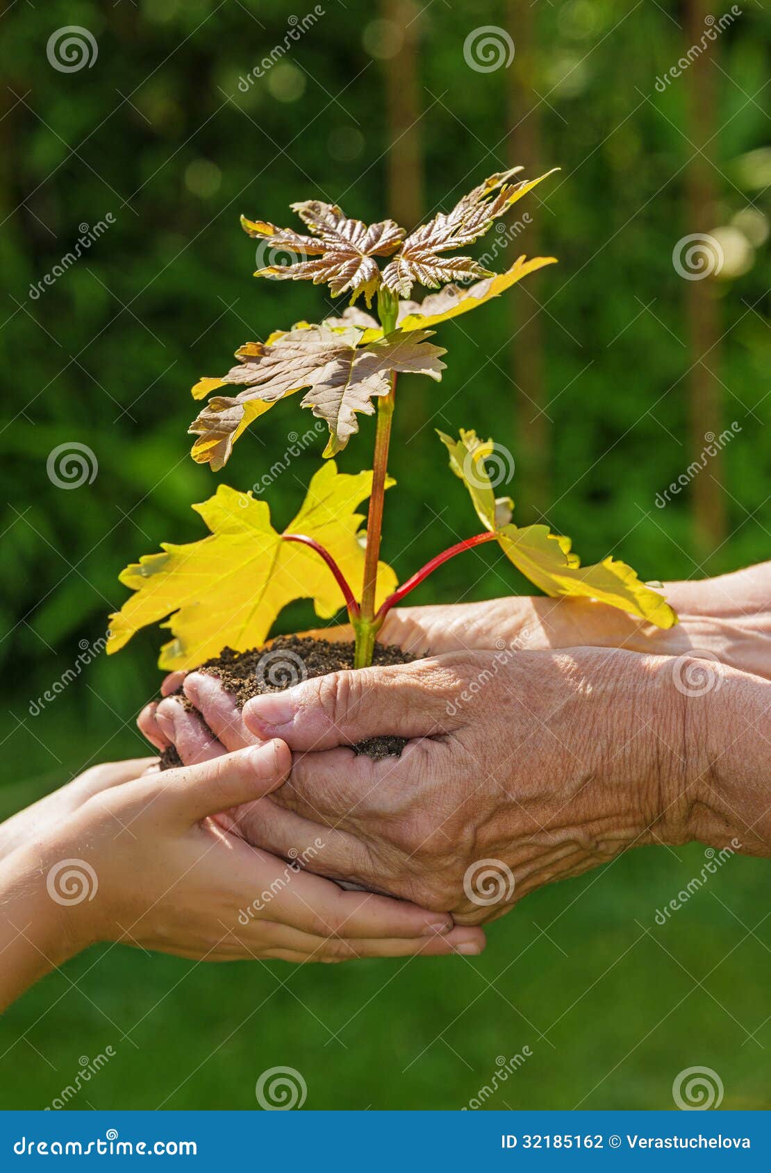 Tree Planting - an Ecology Concept Stock Photo - Image of help, growing ...
