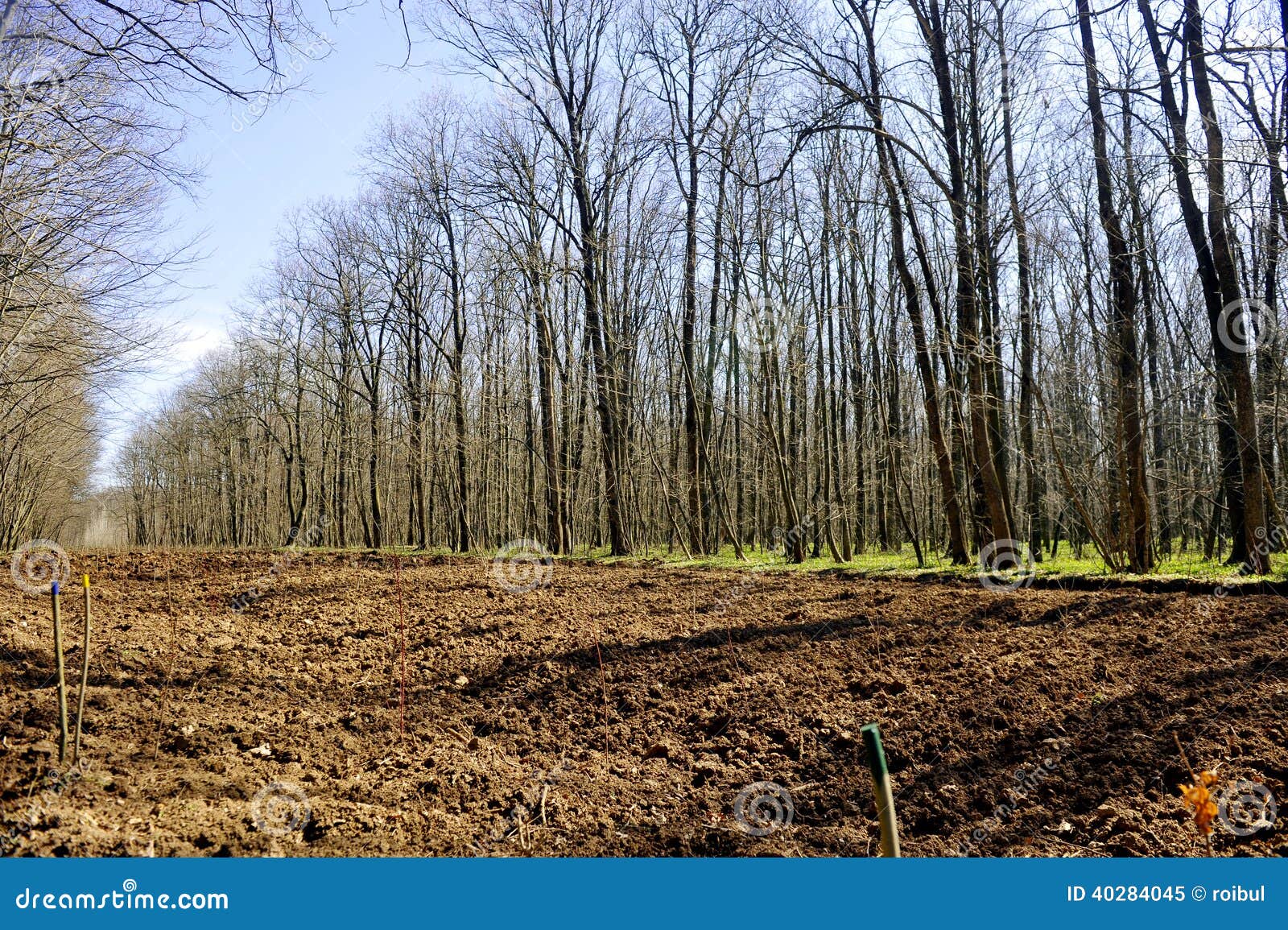 Tree Planting Field in the Forest Stock Image - Image of forest, plain ...