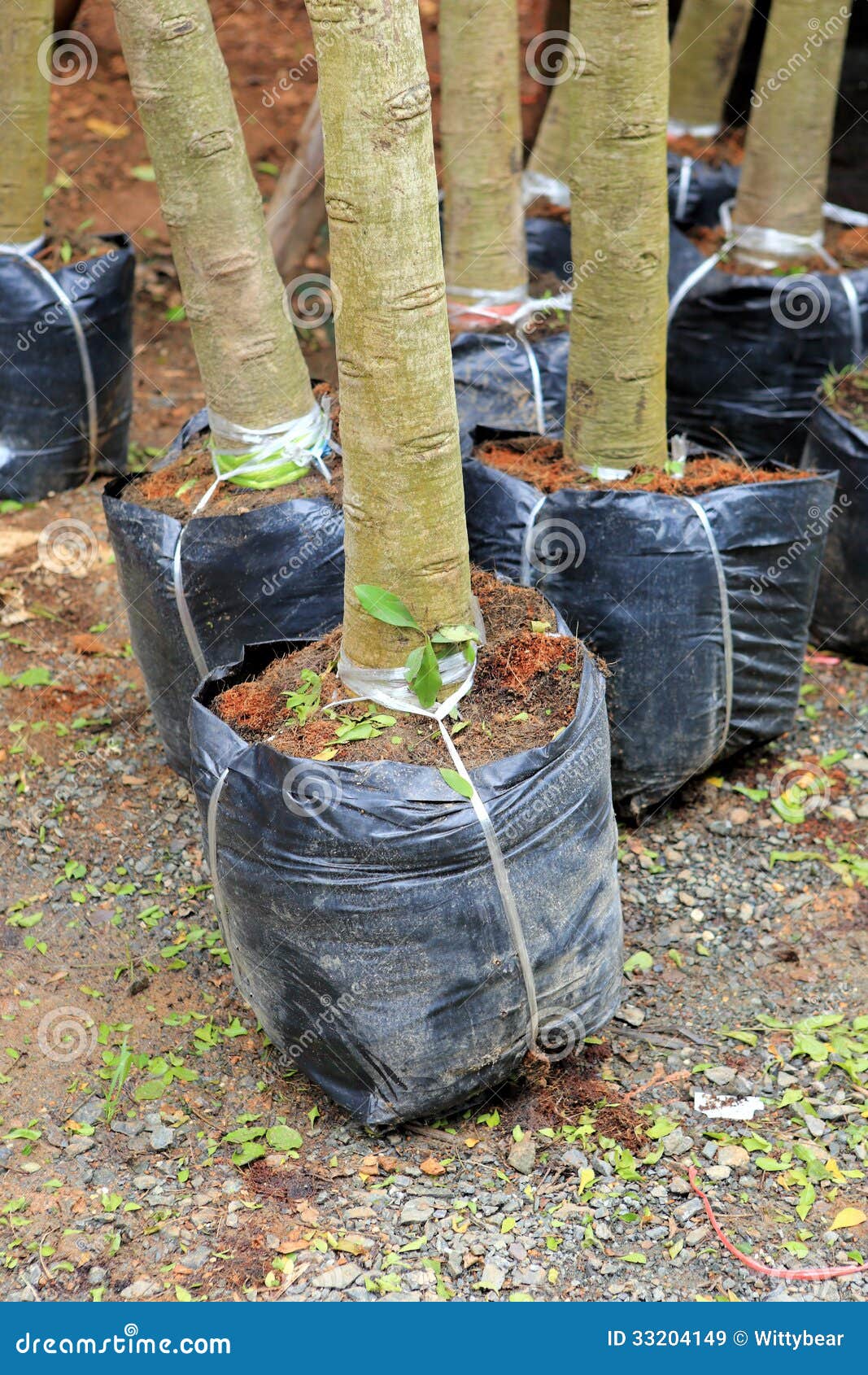 Tree planting for garden stock image. Image of environment - 33204149