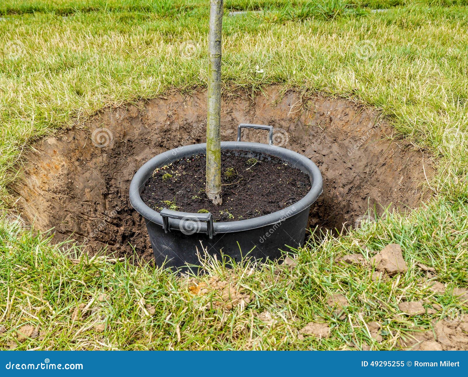 Tree planting stock image. Image of green, gardening - 49295255