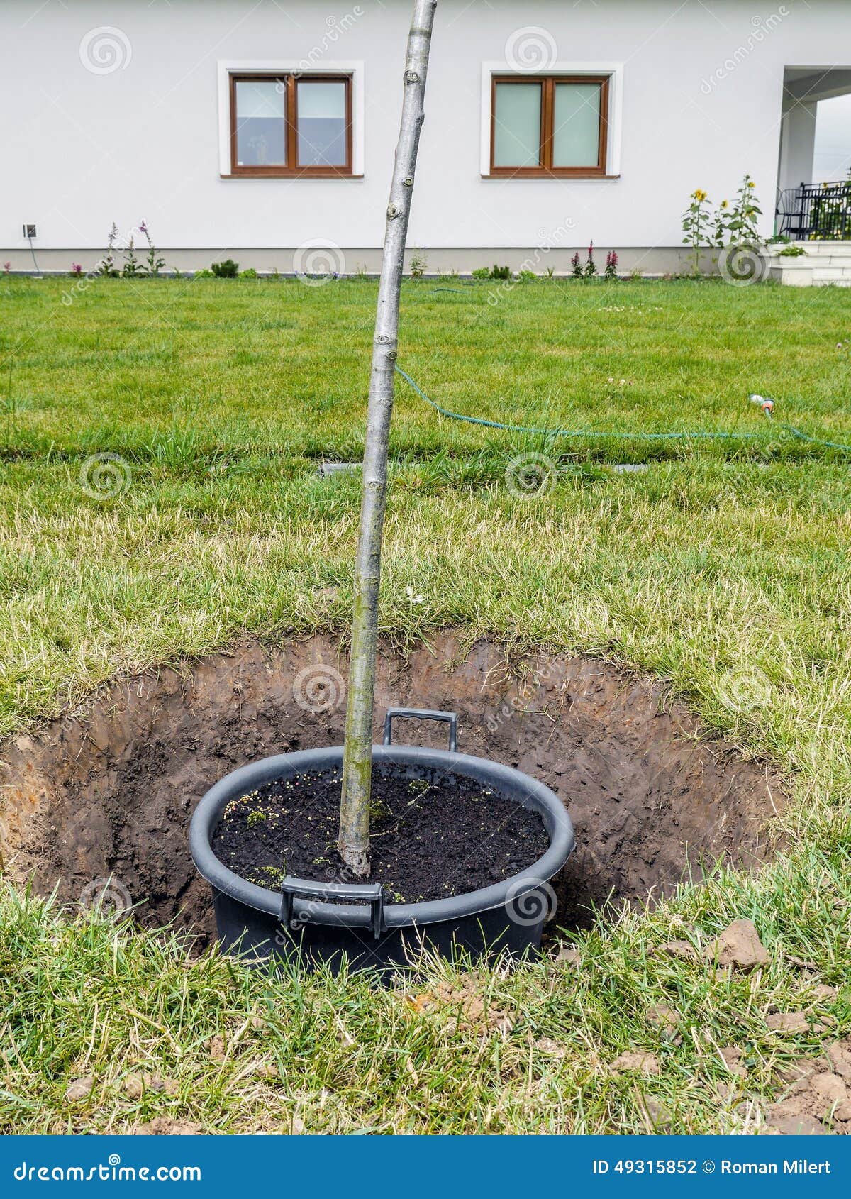 Tree planting stock photo. Image of outside, outdoors - 49315852