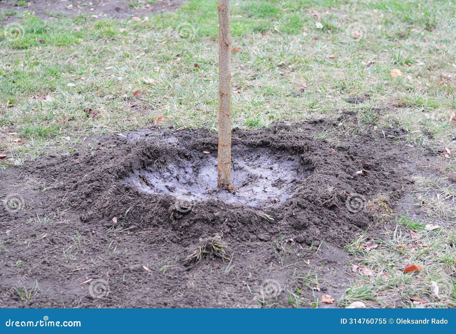 Tree Planting Hole Watering. a Close-up of a Planted Tree in a Planting ...