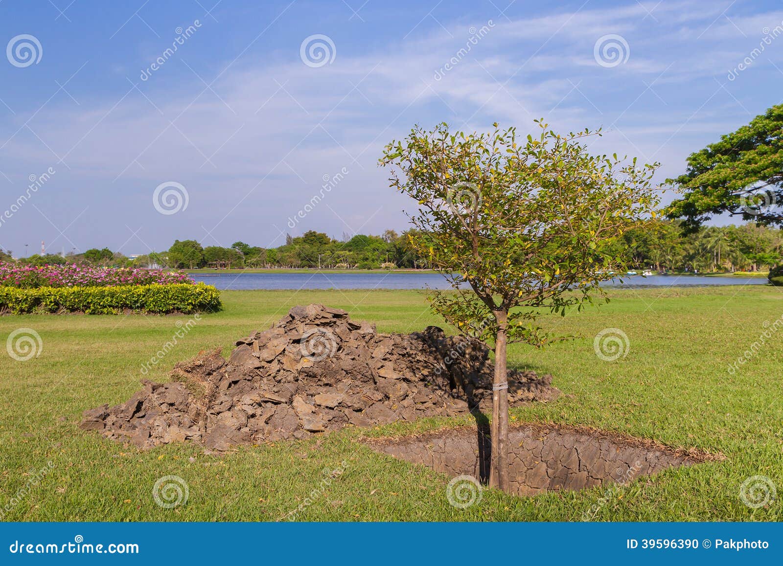 Tree planting stock photo. Image of tree, ecology, blue - 39596390