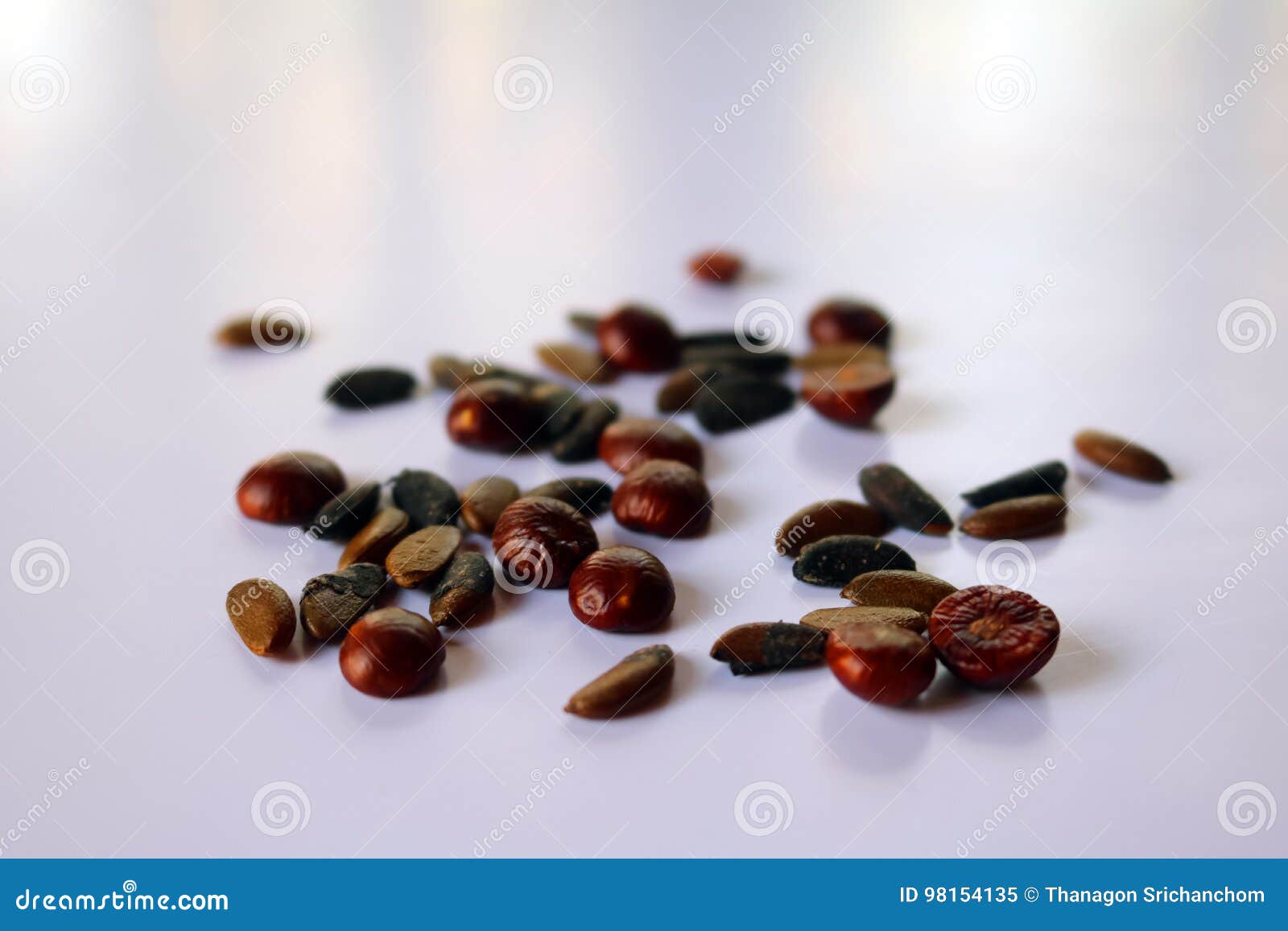 Tree Planting Seed in White Background Stock Image - Image of life ...