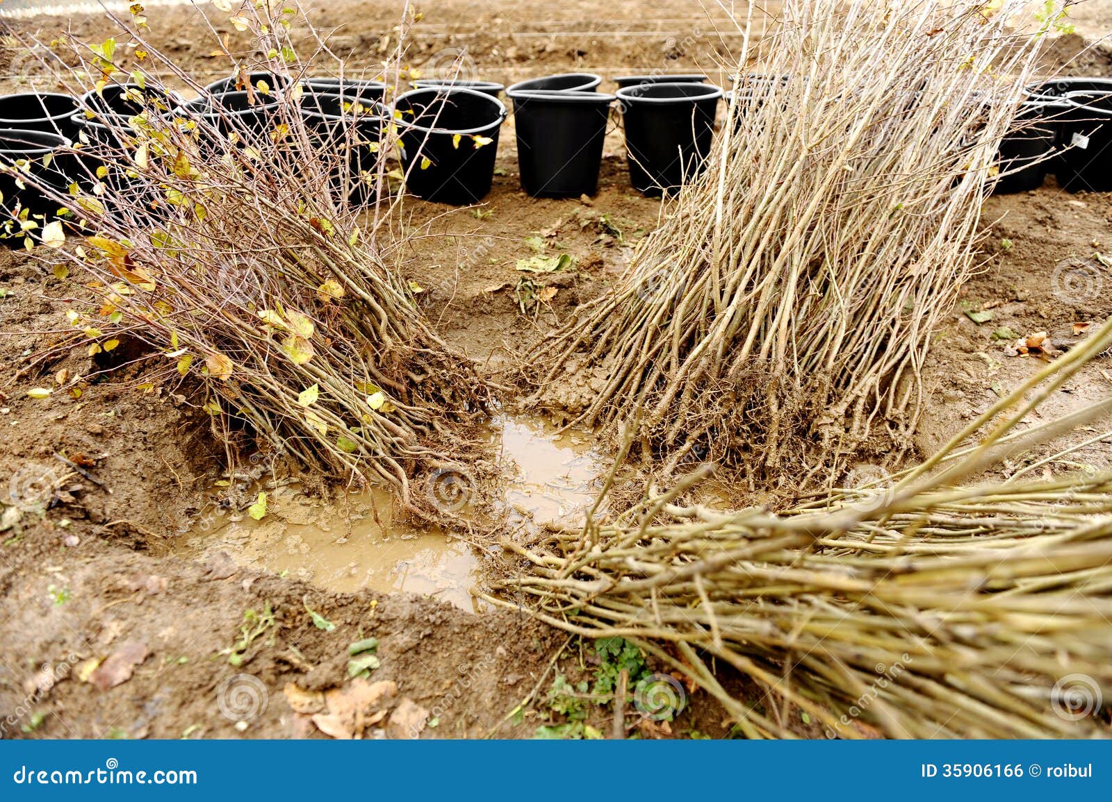 Tree Planting stock photo. Image of protection, earth - 35906166