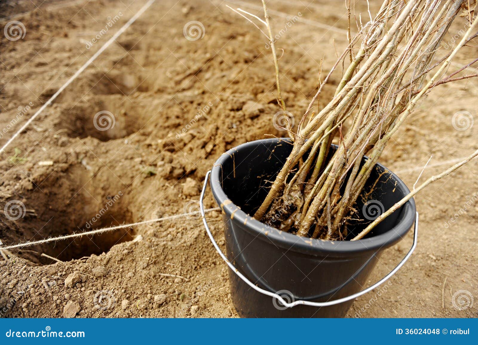 Tree planting stock photo. Image of care, outdoors, afforestation ...