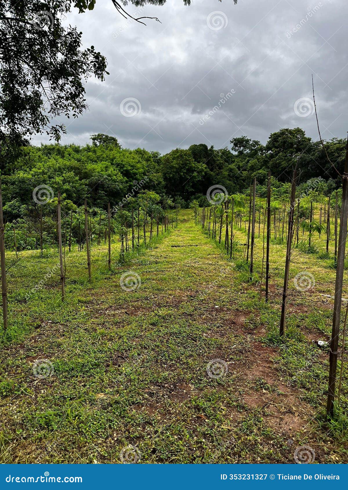 Tree planting stock image. Image of woodland, stem, plantation - 353231327