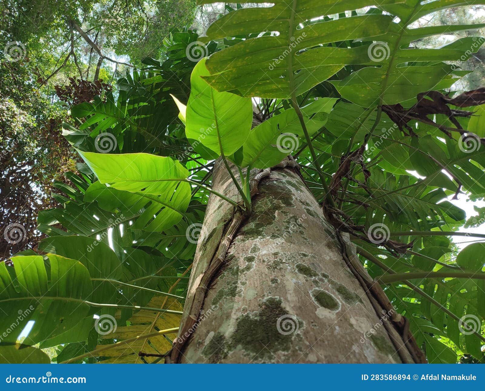 A Tree with Plants Coiled Around Its Trunk. Stock Photo - Image of ...