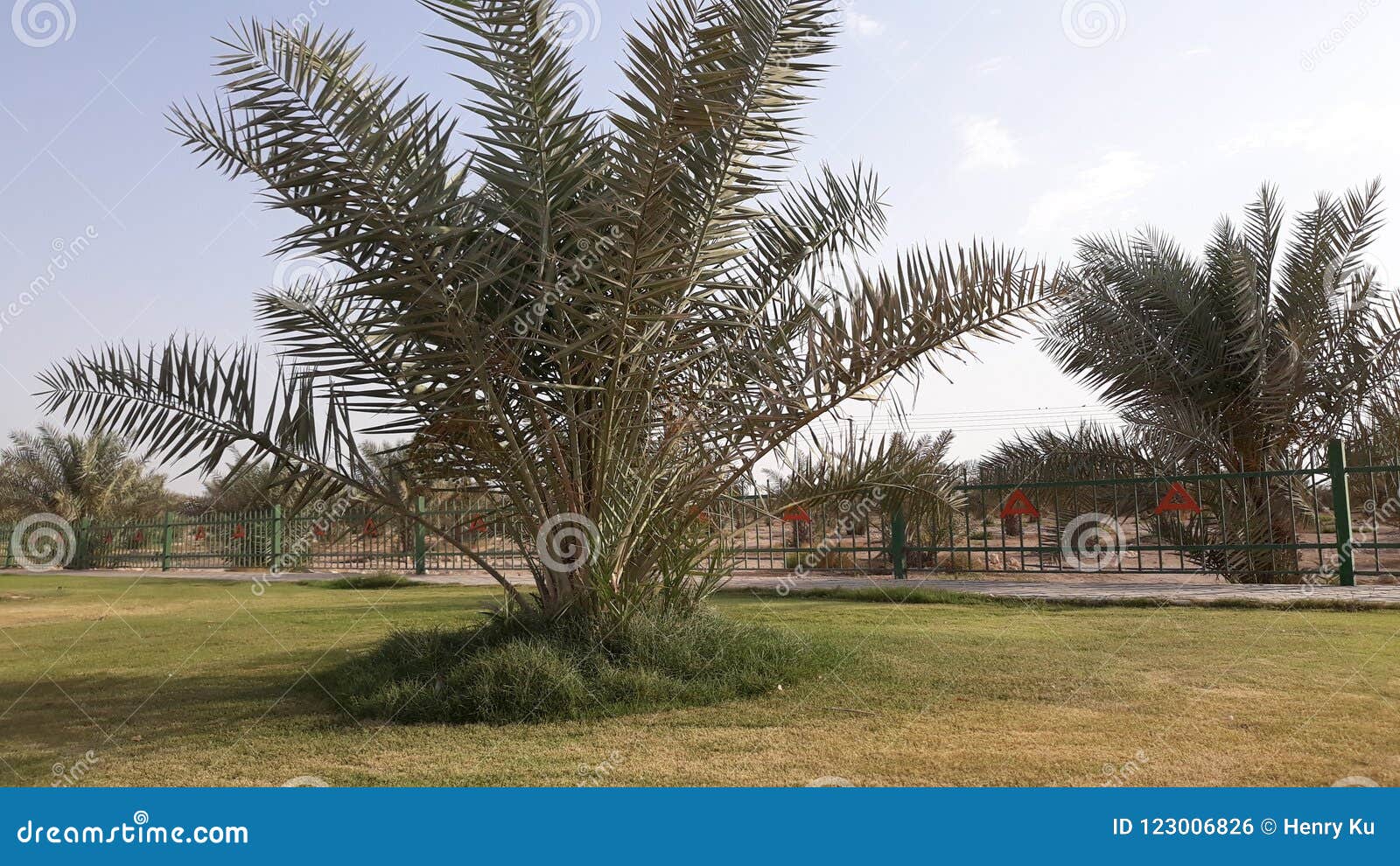 The Tree stock photo. Image of tamar, dates, tree, greenerygrass ...