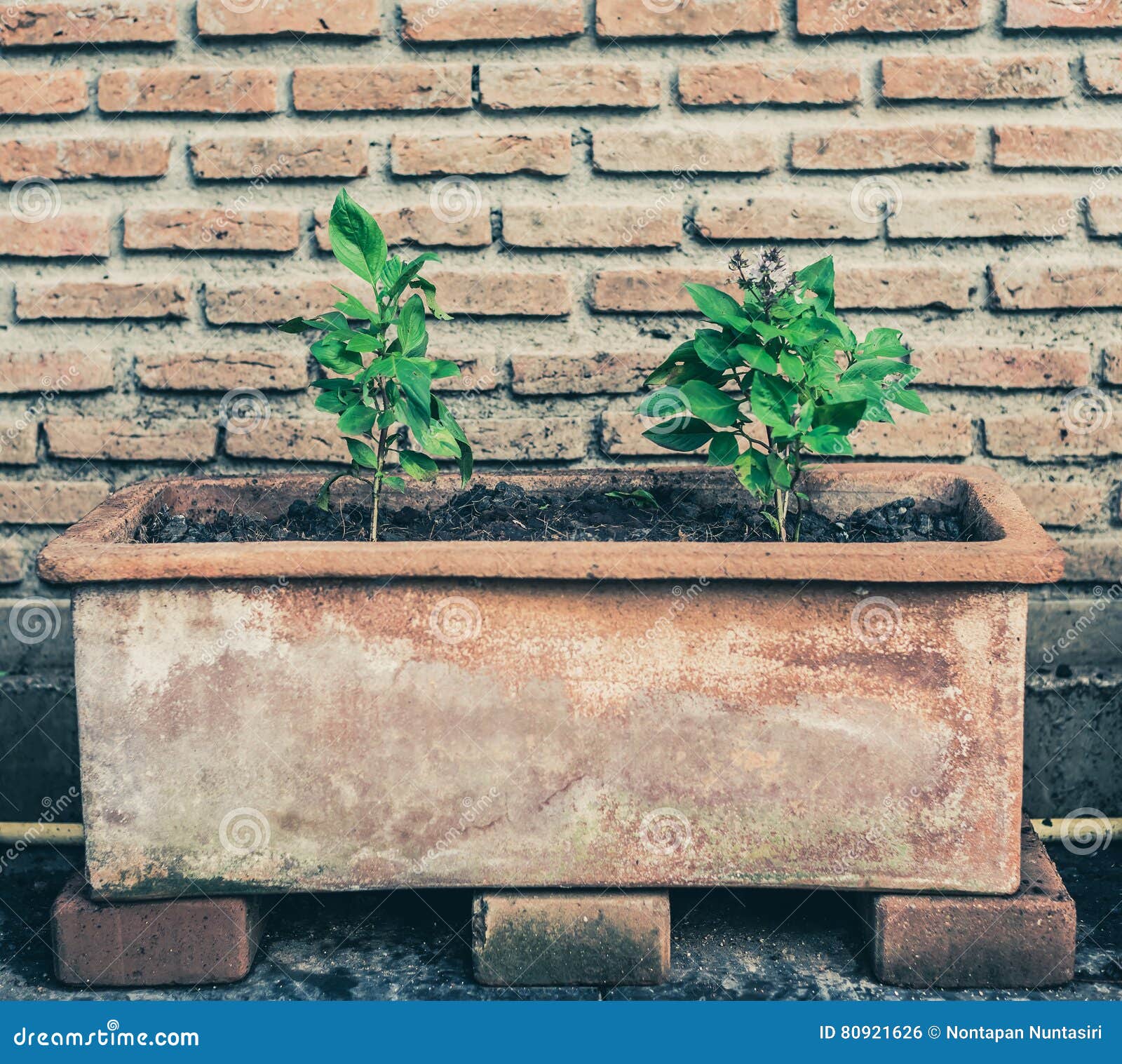 Tree plants in long pot stock photo. Image of decoration - 80921626