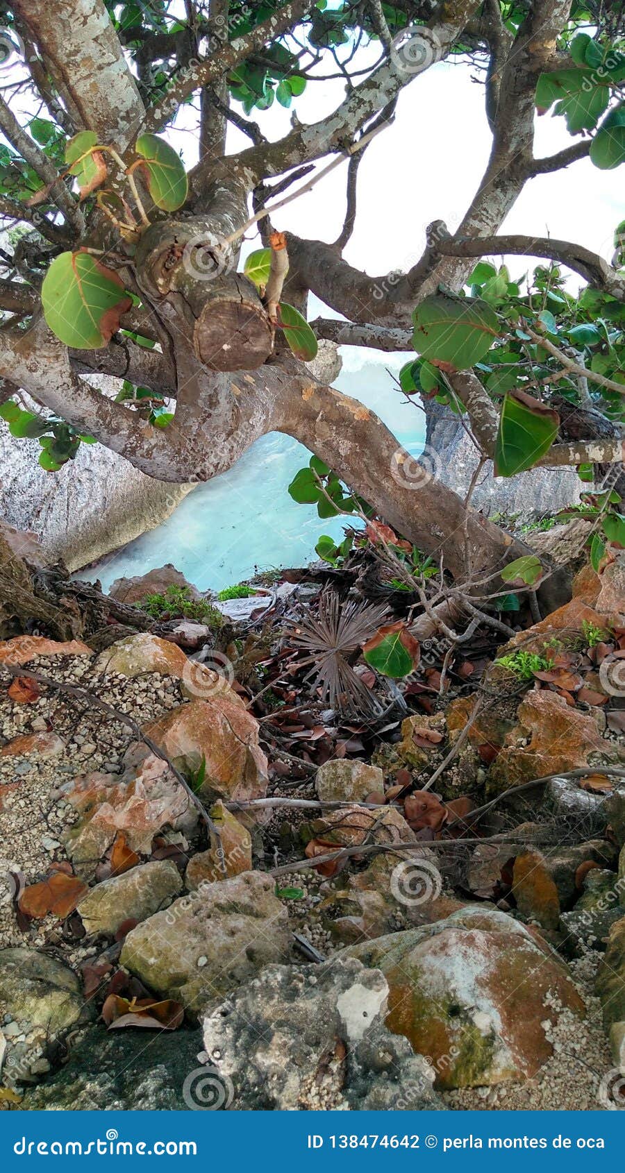 Tree and plants in cenote stock photo. Image of maya - 138474642