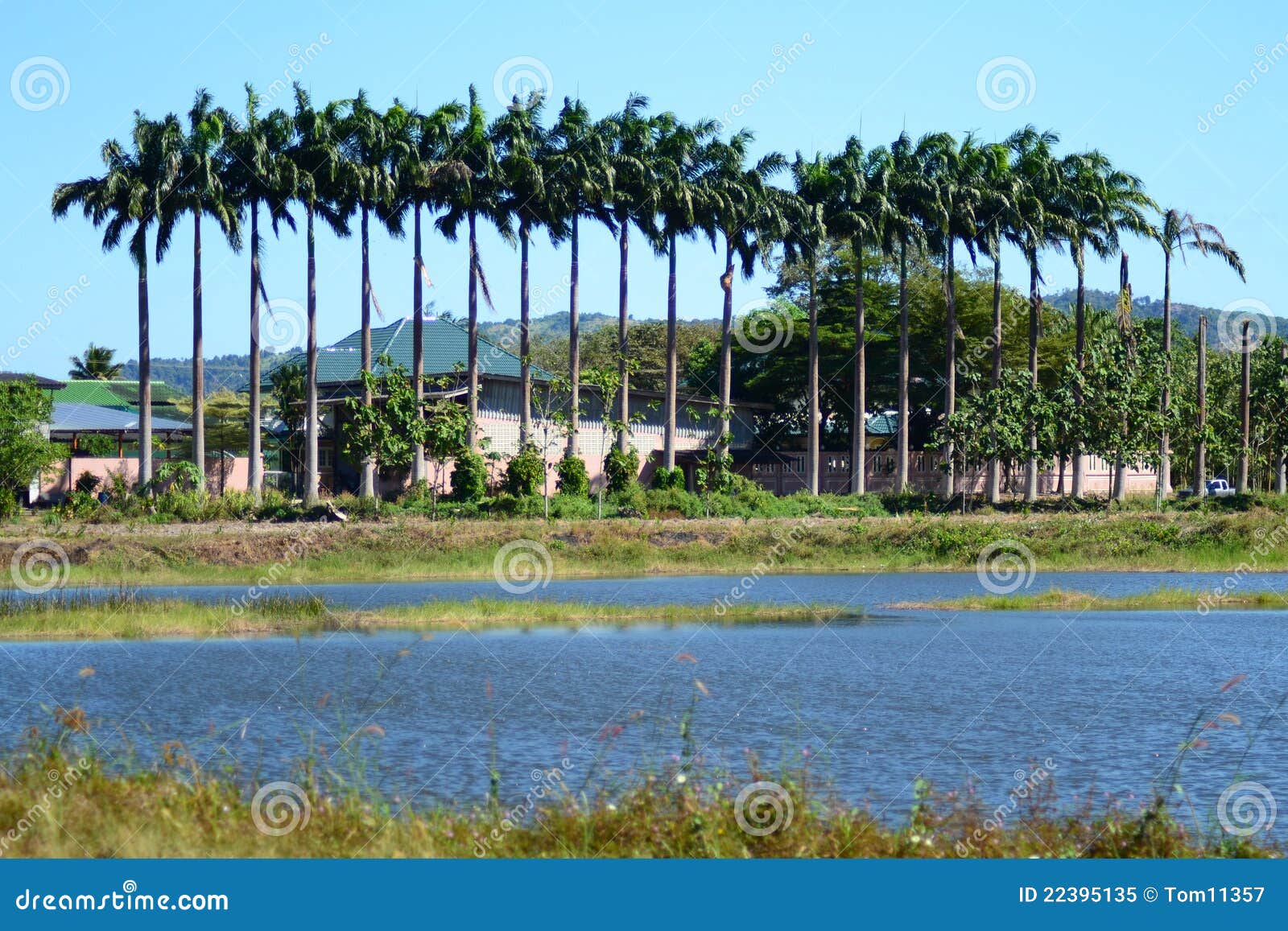 The tree is pleasing stock image. Image of river, pleasing - 22395135