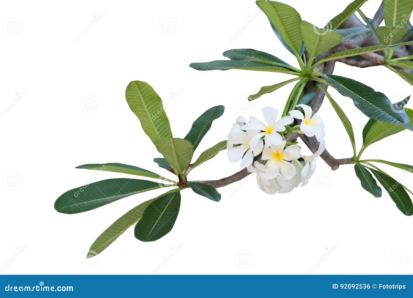 Tree Plumeria, Frangipani, Temple Tree Royalty-Free Stock Image ...
