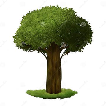 Tree Png Transparent Background Type 15. Stock Image - Image of wood ...